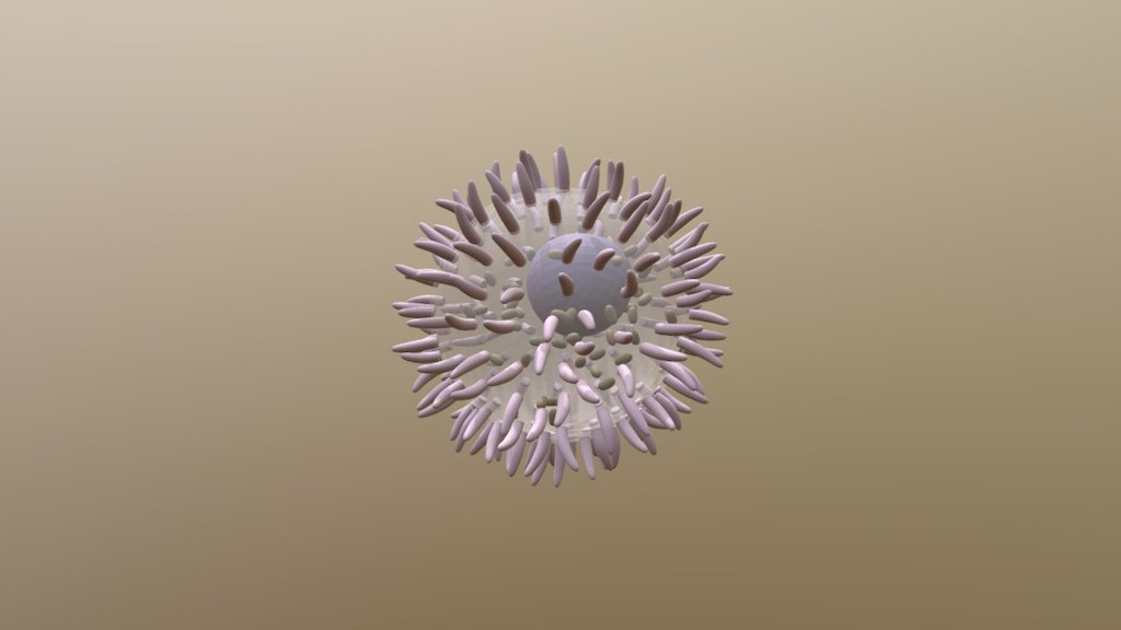 Munarakk - 3D model by Tallinna Tervishoiu Kõrgkool (@anatphys ...