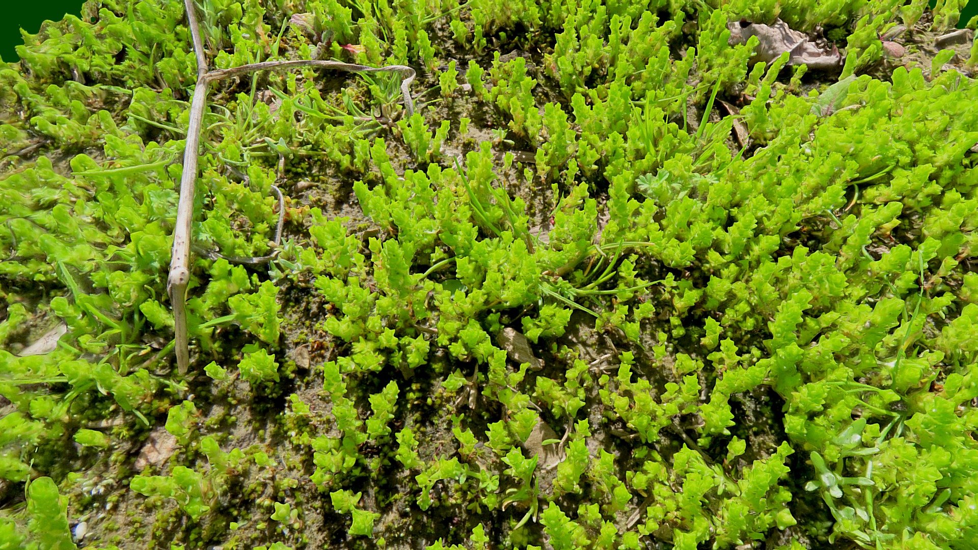 Moss - 3D model by John Toeppen (@toeppen) [cddbc15] - Sketchfab