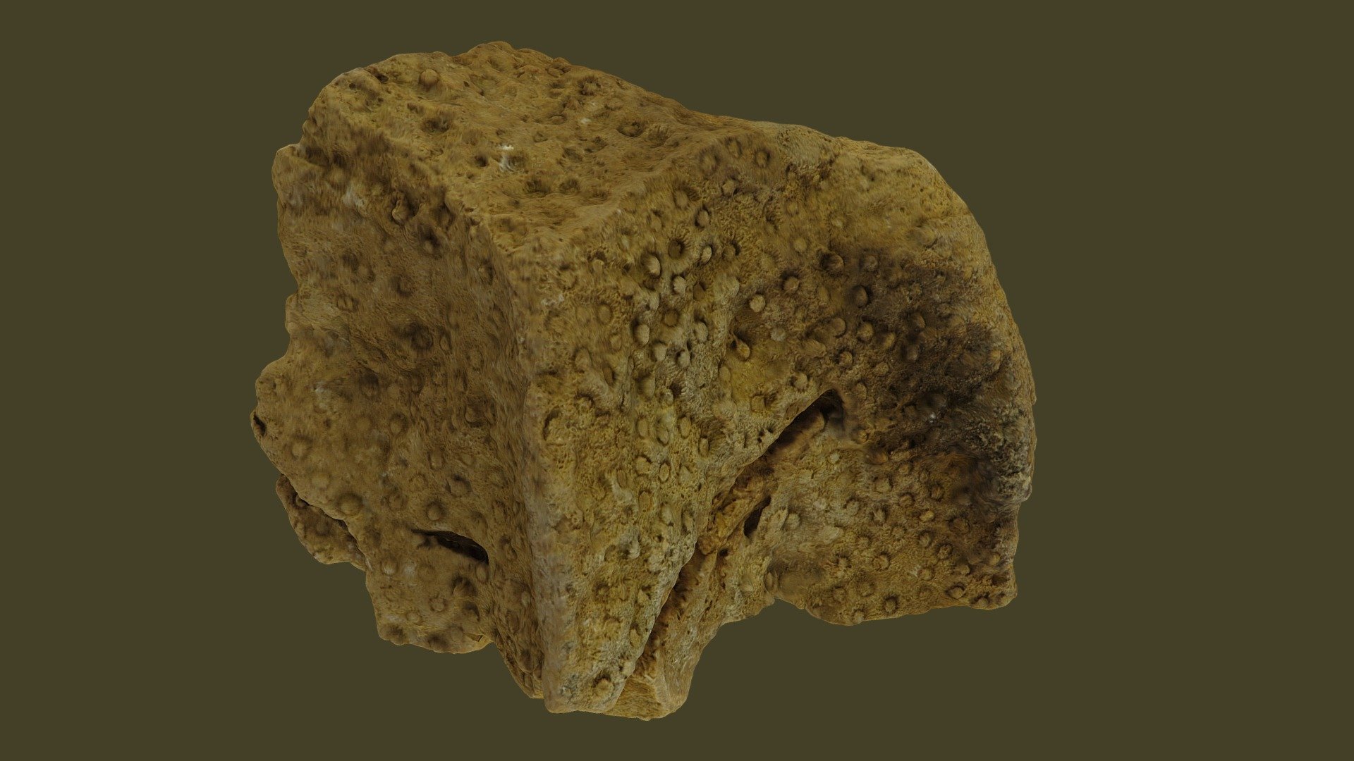 Messinian reef limestone, Spain - Download Free 3D model by Sara Carena ...