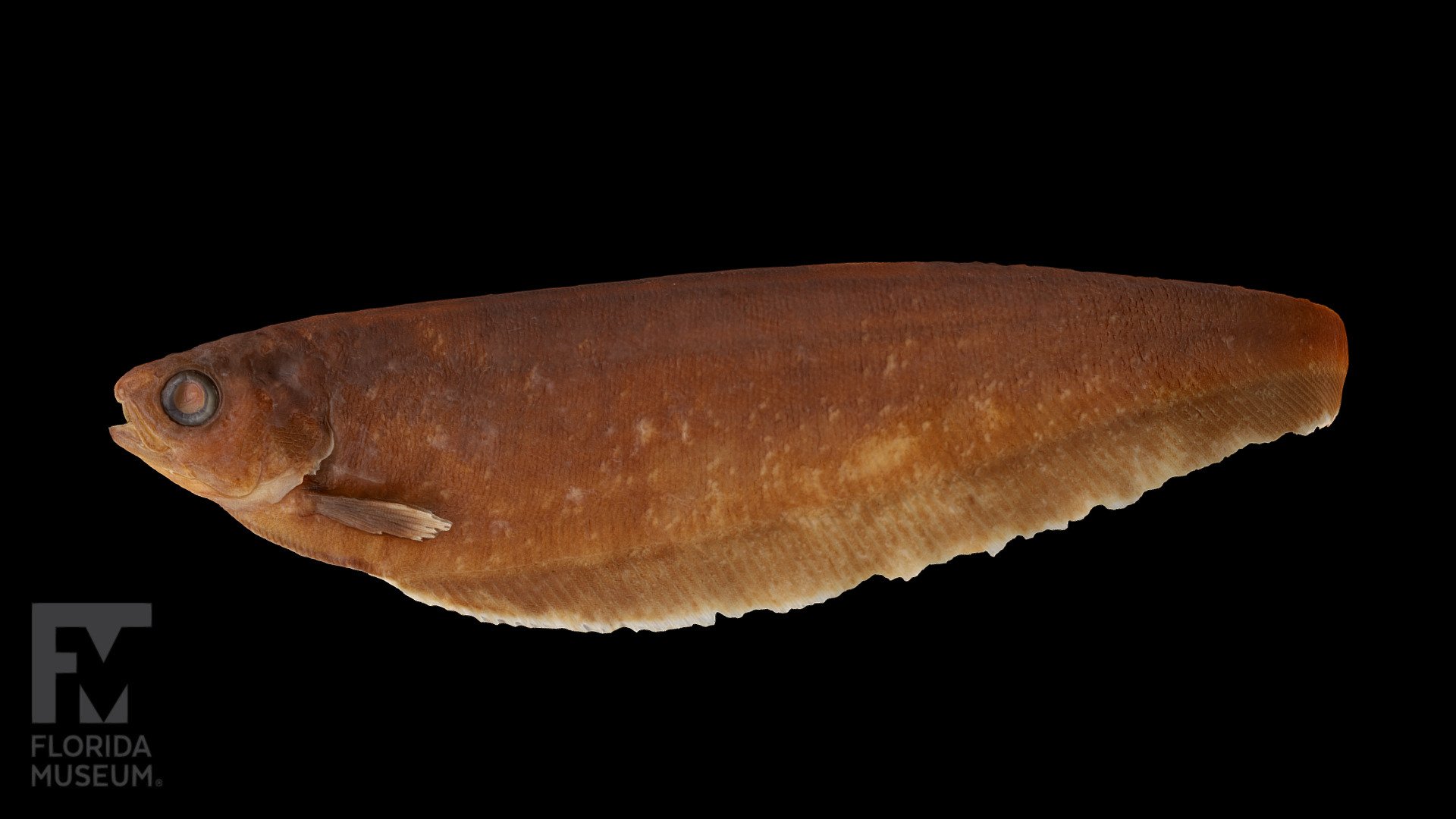 African brown knifefish, Notopteridae - 3D model by FloridaMuseum ...