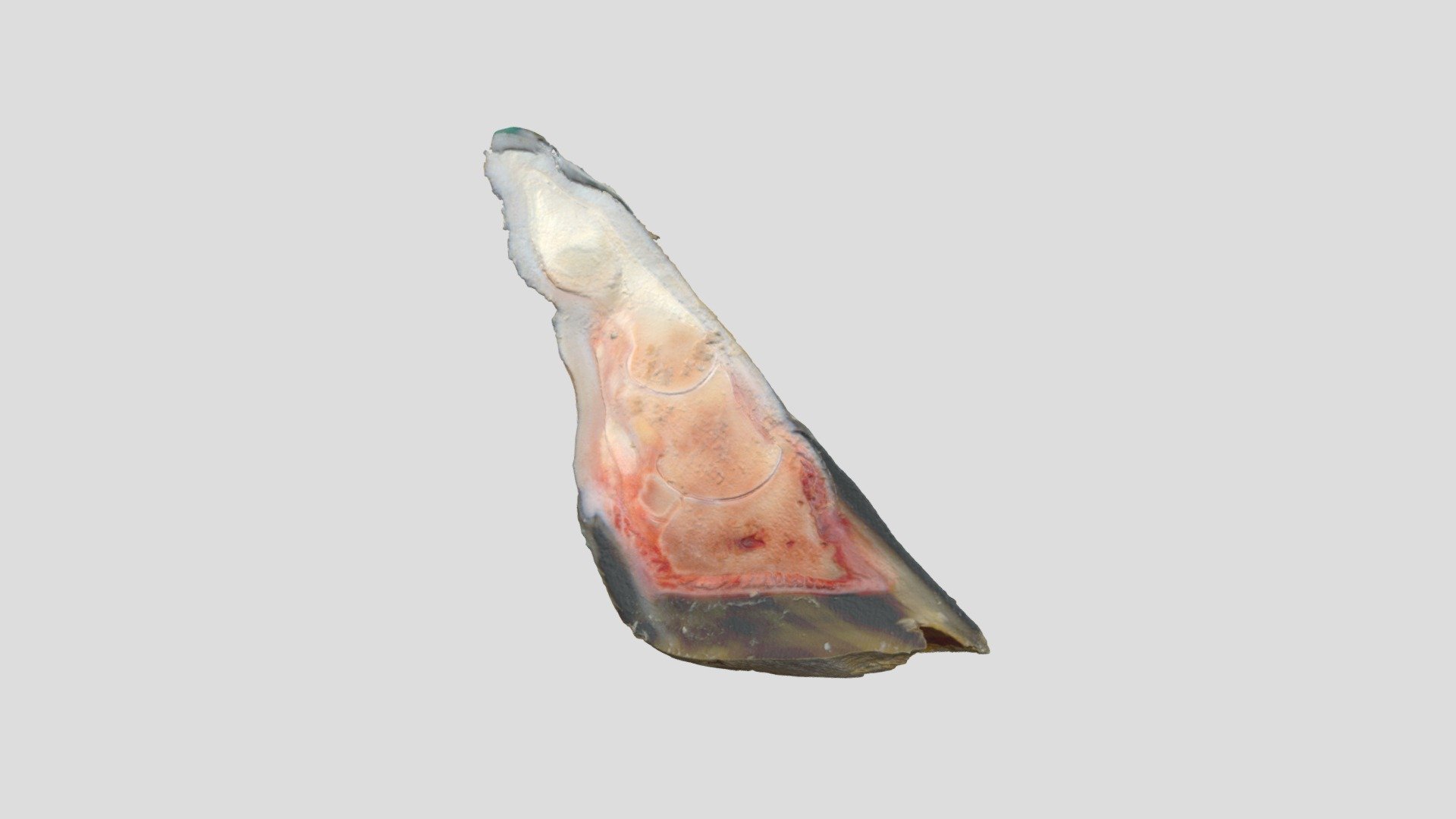 1st cattle hoof cutted no.4 - 3D model by Veterinary Medicine ...