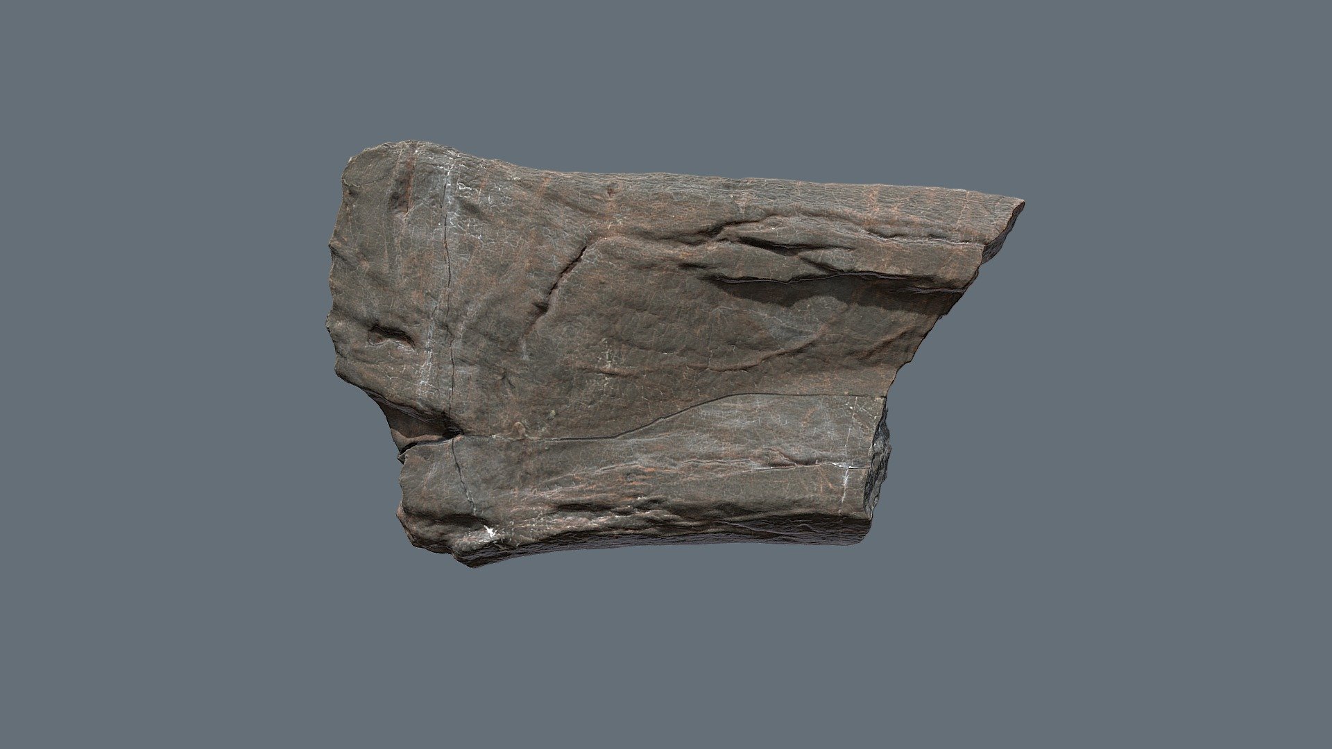 T-Rex 'Titus' Tibia D - 3D model by ThinkSee3D [cded3e9] - Sketchfab