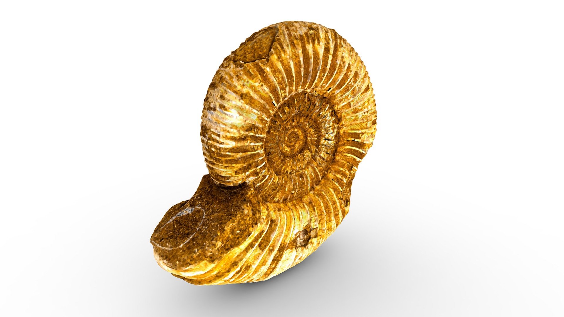 Ammonite - Buy Royalty Free 3D model by Luthonium - Virtual Heritage ...