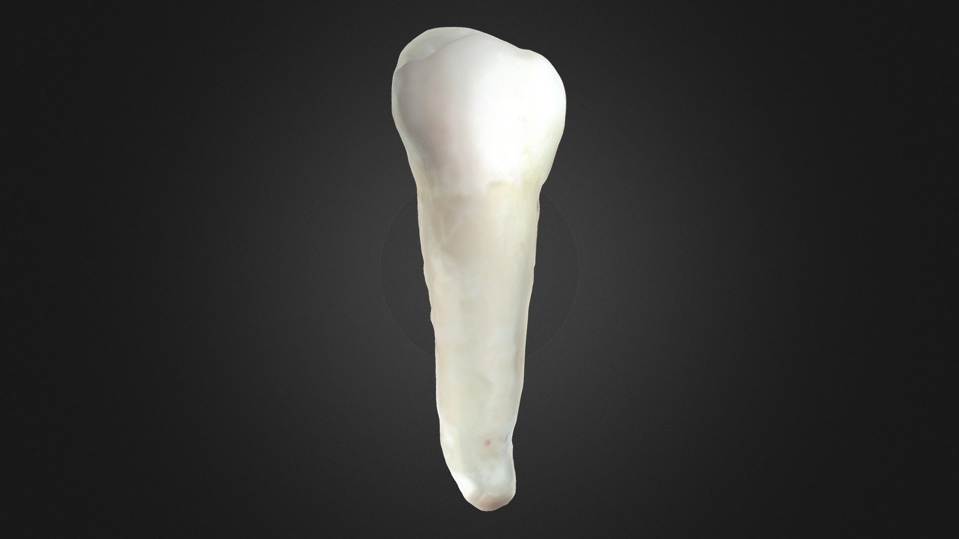 Dente 15 - Upper Right Second Premolar (ID 15a) - Download Free 3D ...