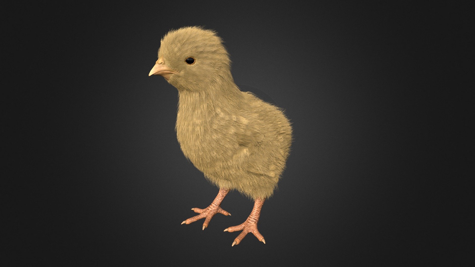 Feathered Chick - Buy Royalty Free 3D model by Rifat3D [ce06263 ...