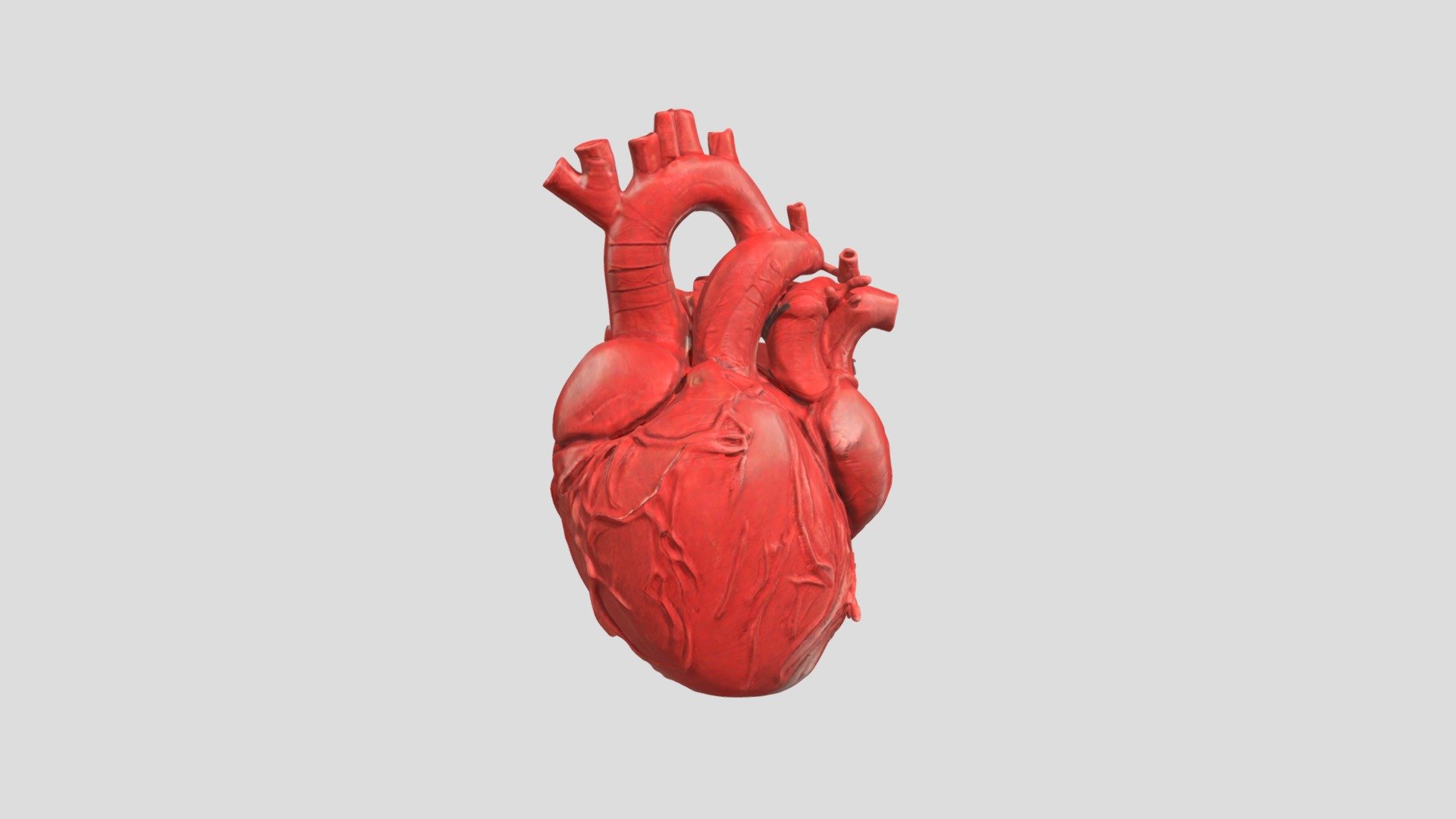 Anatomical Heart Model - 3D model by lylyberrenstein [ce08053] - Sketchfab