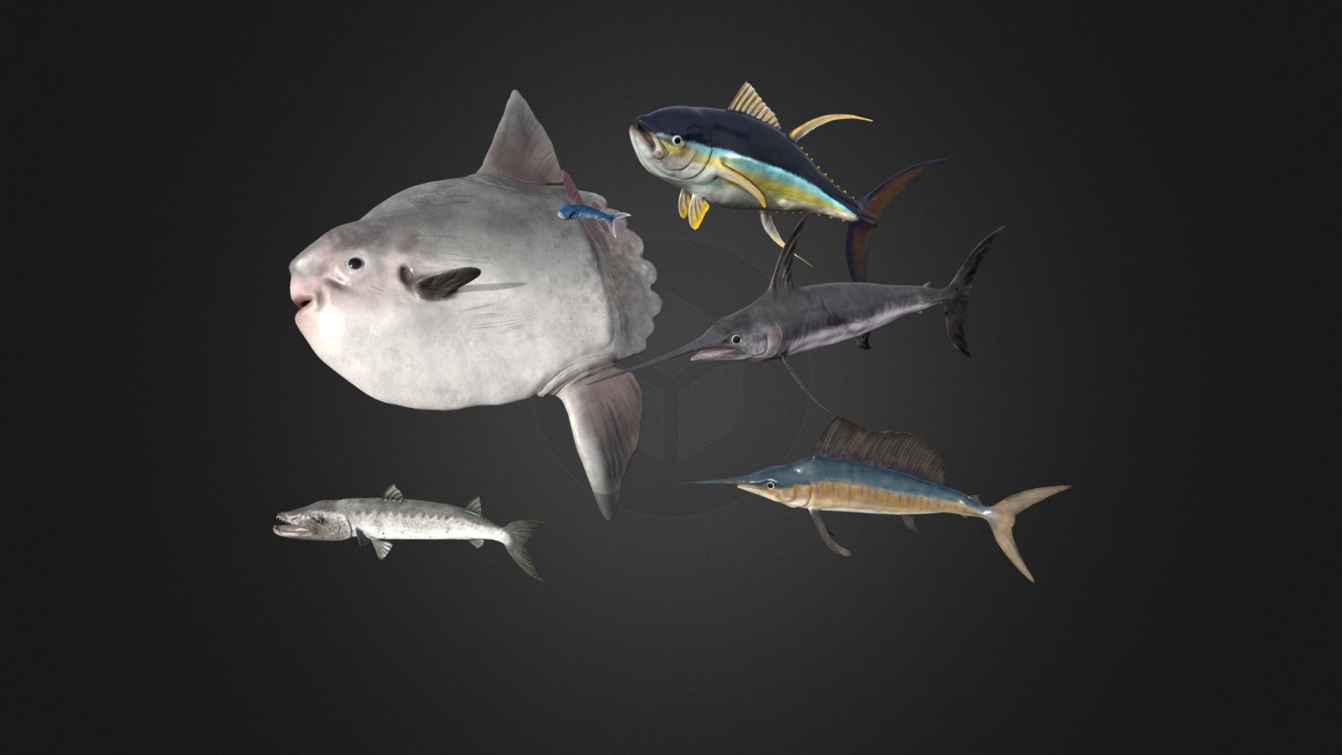 Sea fish pack - Buy Royalty Free 3D model by Rifat3D [ce0a92d ...