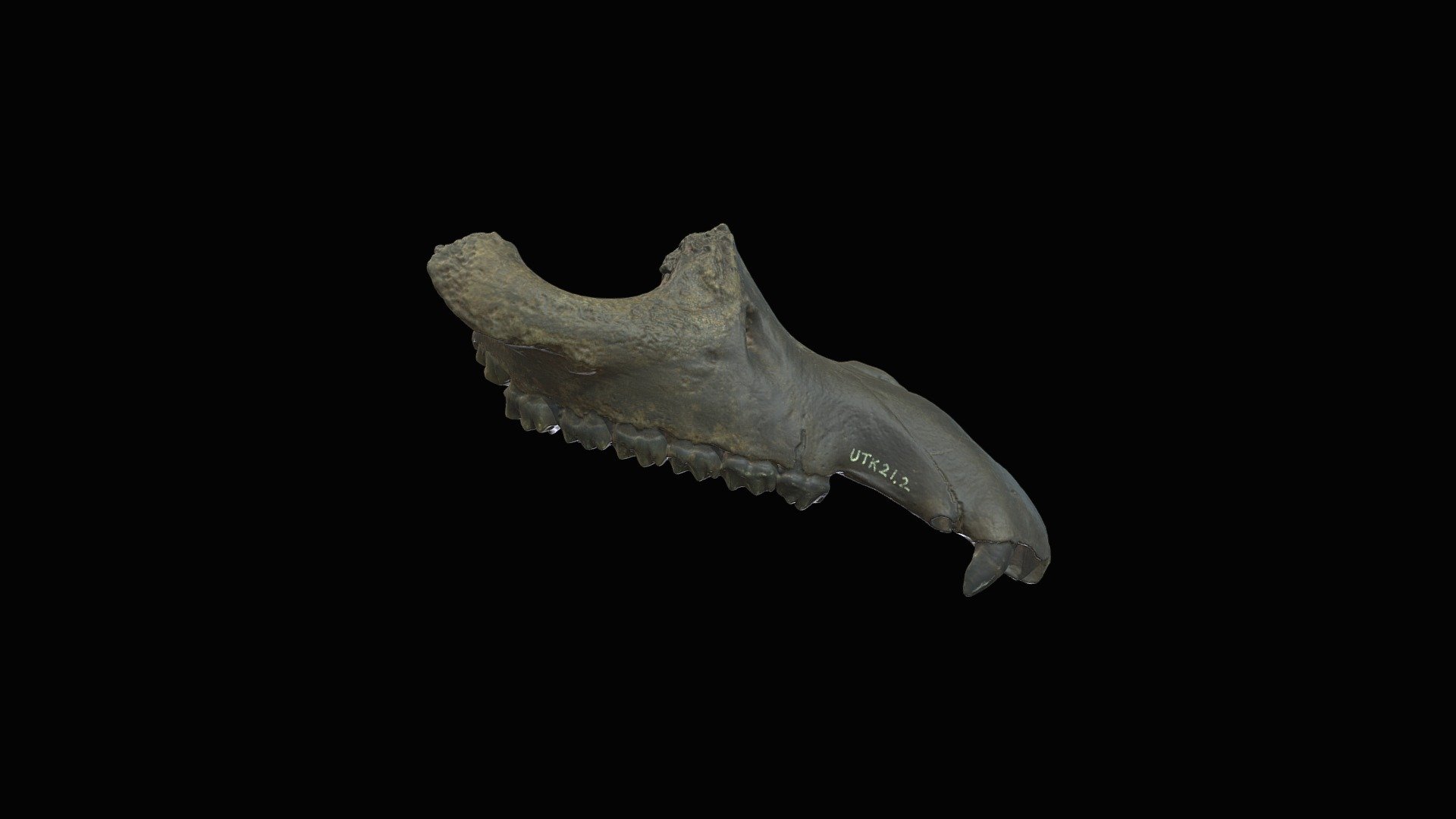 Dwarf Tapir maxilla. Gray Fossil Site, TN. - Download Free 3D model by ...