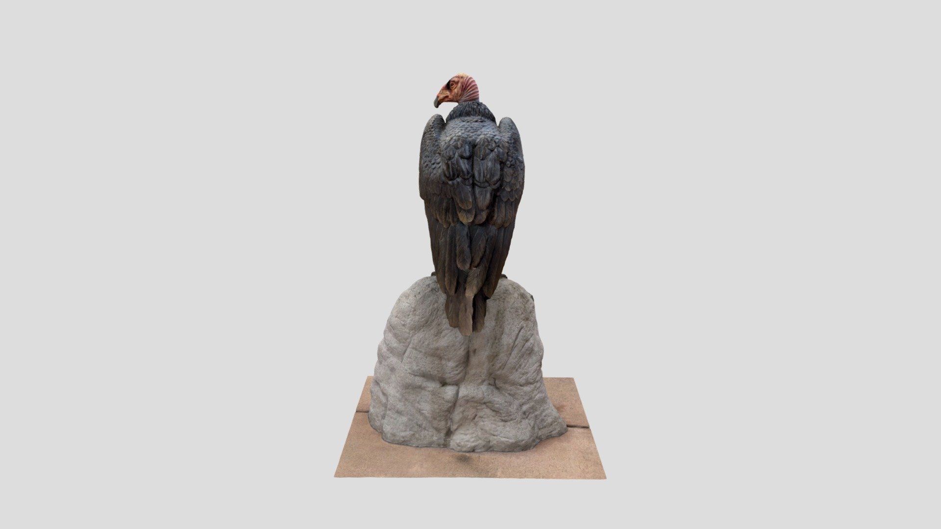California Condor - Download Free 3D model by ackerman [ce167a7 ...