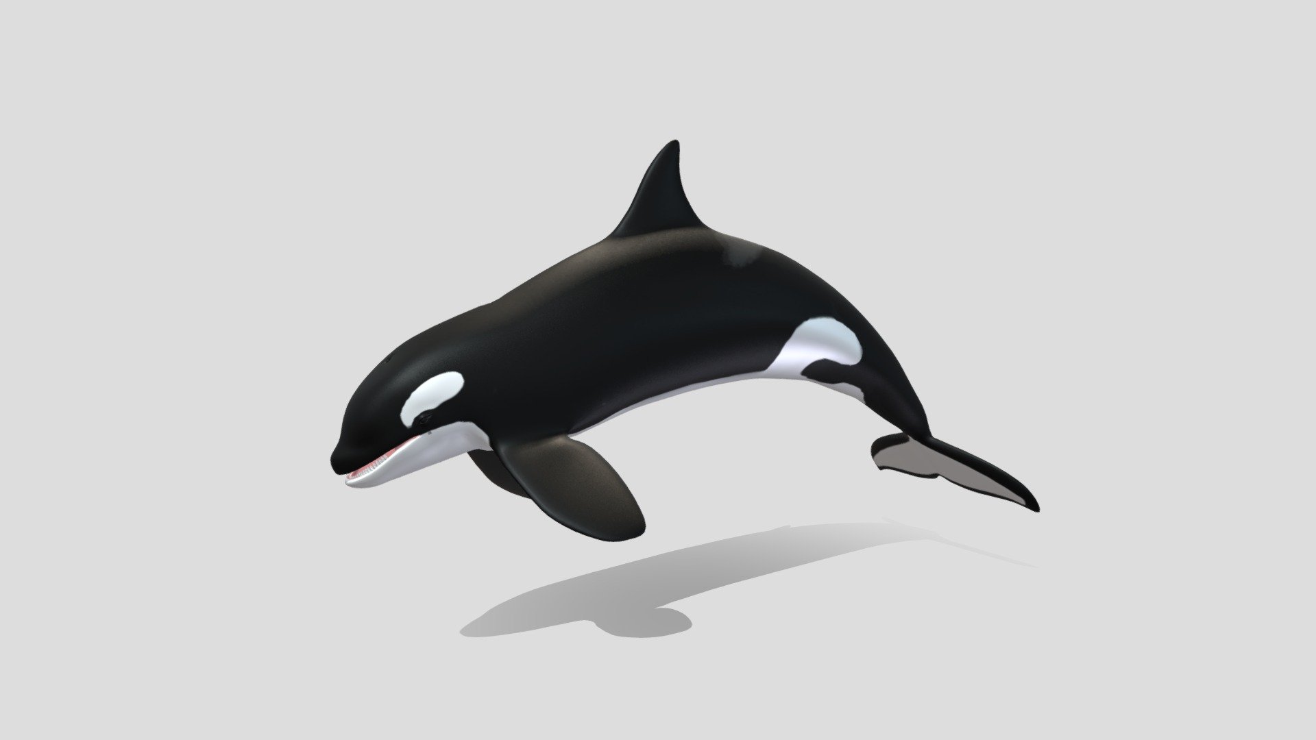 Orque / Orca - 3D model by gautjac [ce168d6] - Sketchfab