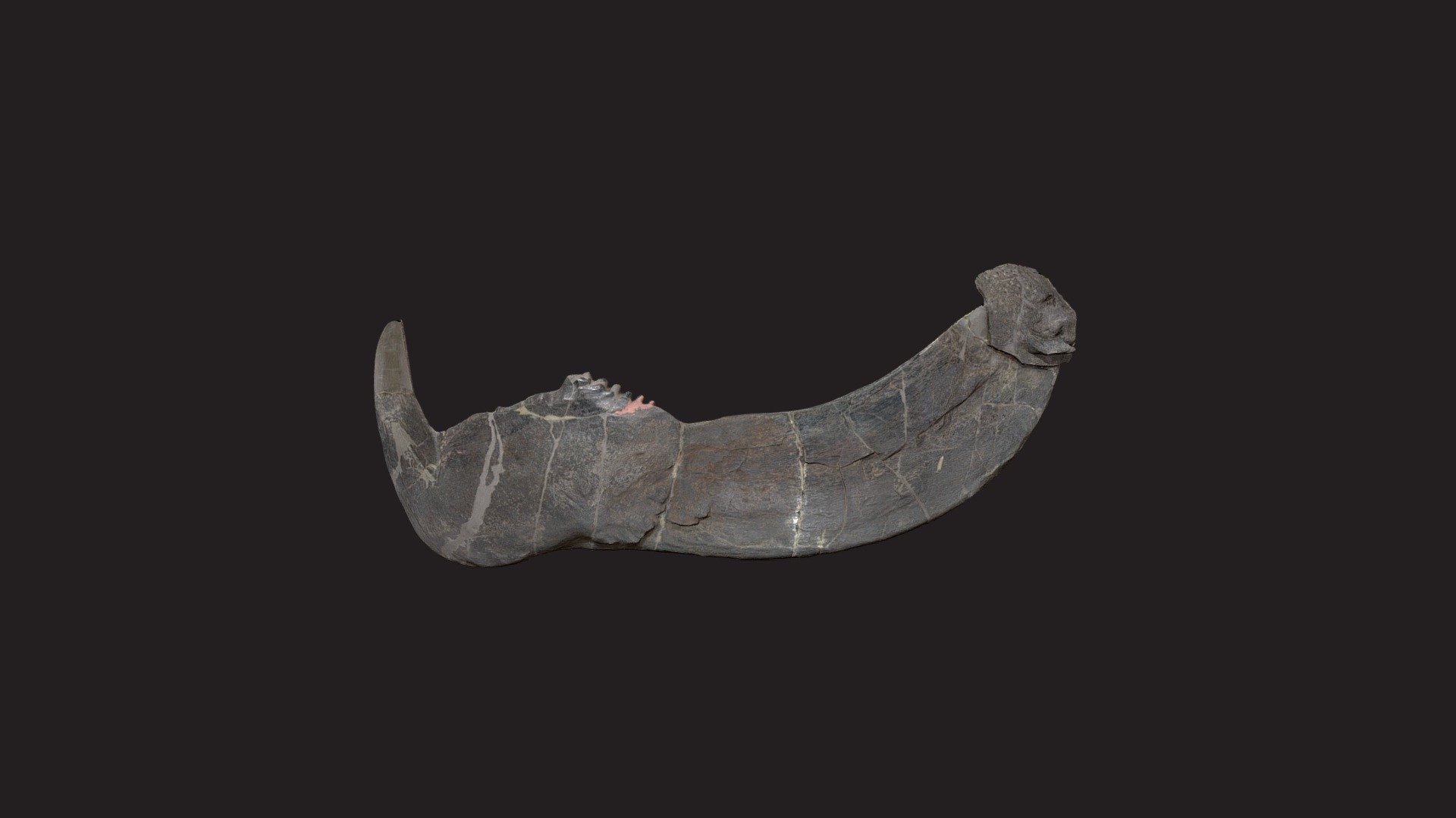 CMNH 7129, Gorgonichthys clarki Inferognathal - 3D model by Cleveland ...