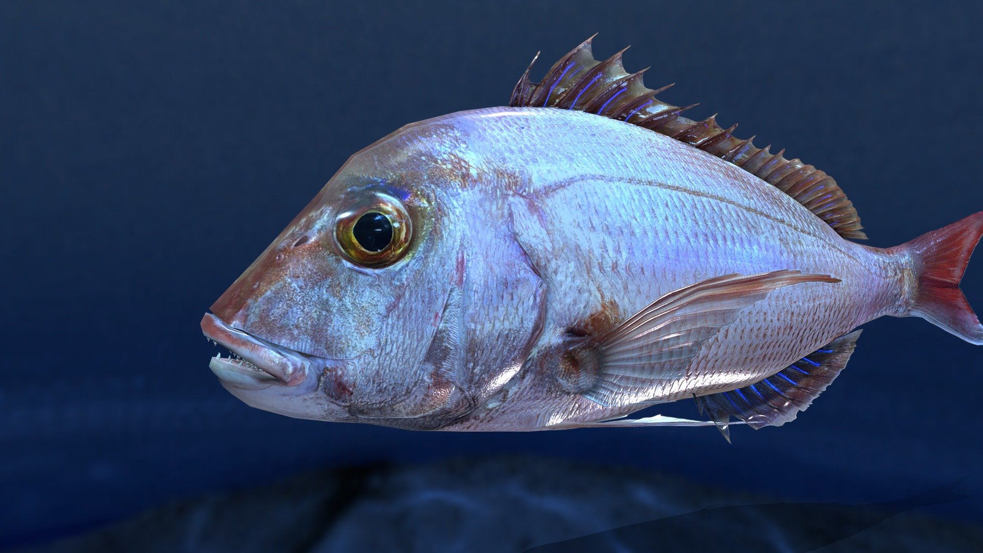 Red sea bream(Madai) - 3D model by MEA AQUA (@MEAAQUA) [ce2a714 ...