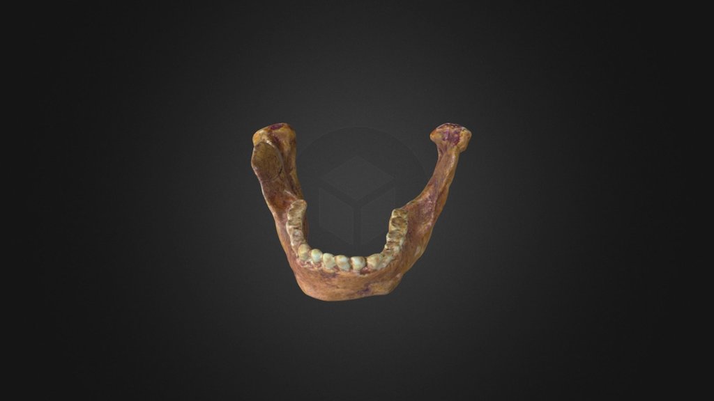 Mandible 2 - Download Free 3D model by Anthro-Paleo-UCDenver (@Assefas ...