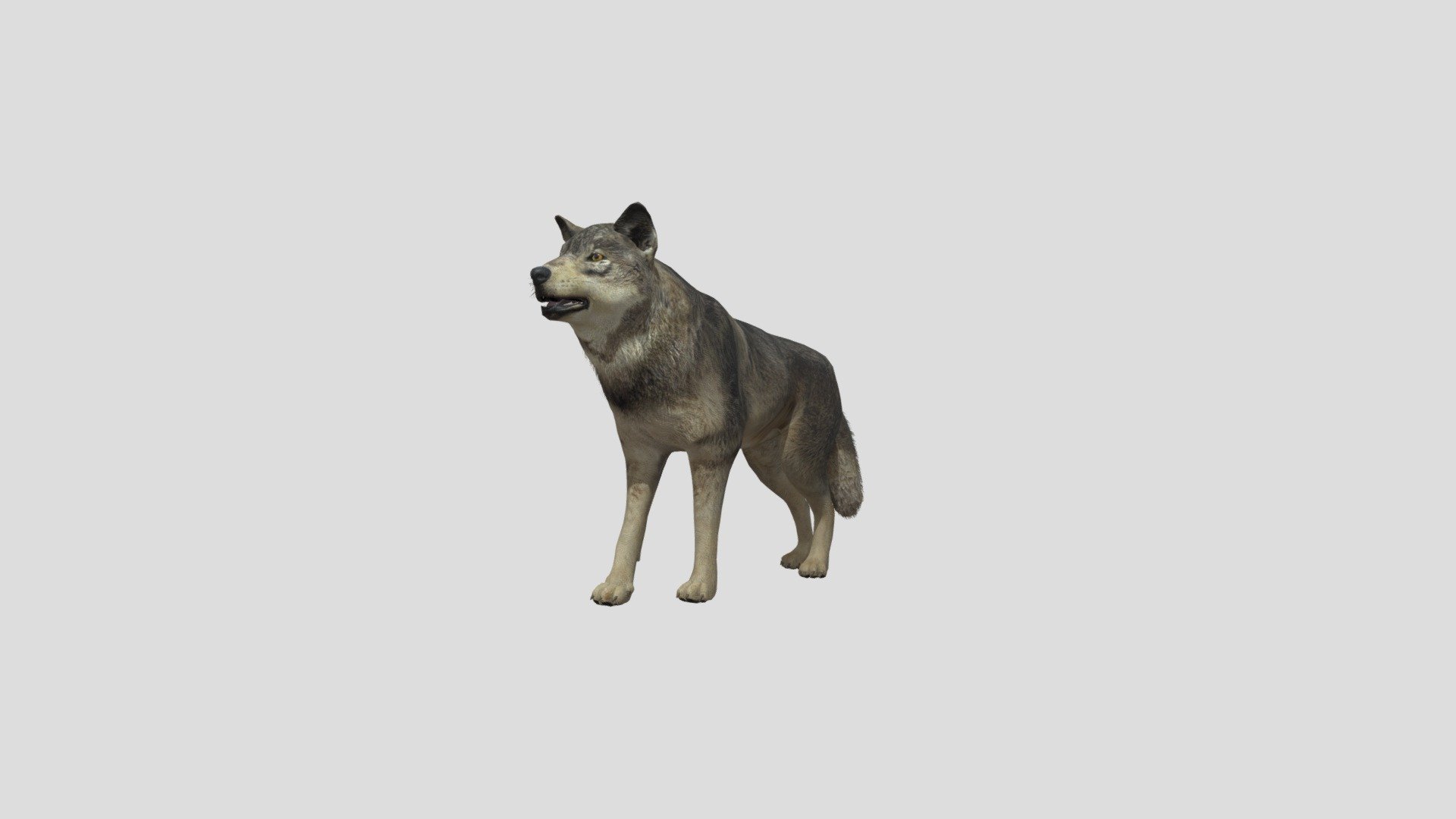 wolf - Buy Royalty Free 3D model by Phil3D (@philosophie) [ce2b188 ...