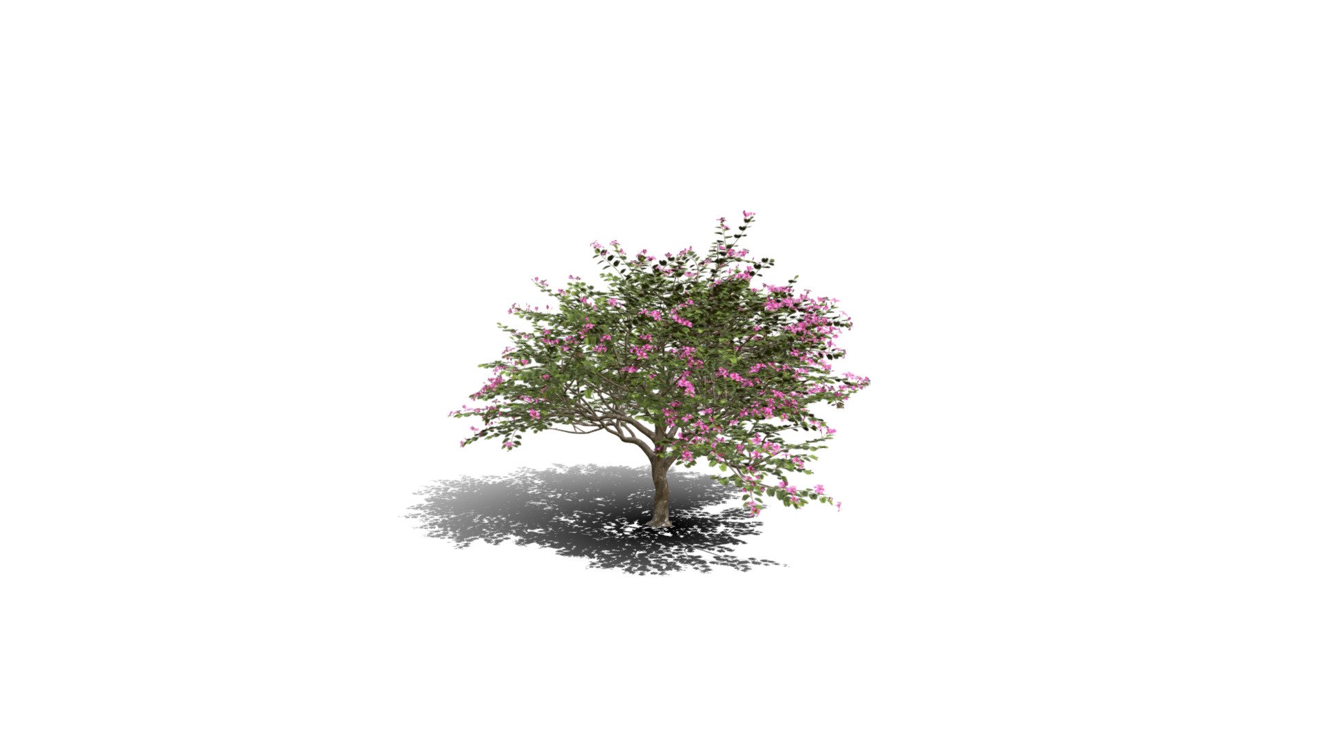 Realistic HD Hong Kong orchid tree (15/40) - Download Free 3D model by ...