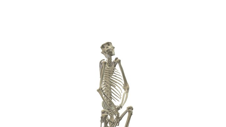 CT Based Adult Common Chimp Skeleton - Download Free 3D model by ...