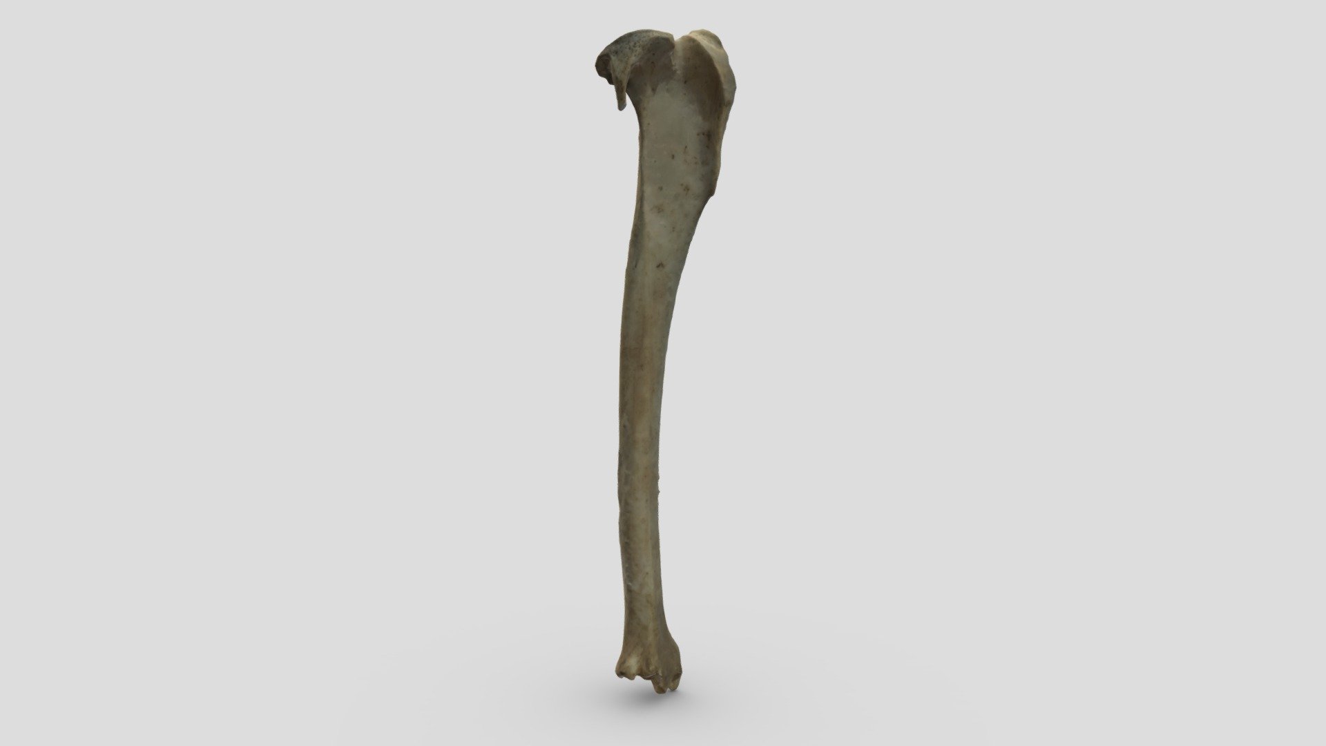 Sheep Tibia - Download Free 3D model by LJMUZoology [ce30319] - Sketchfab