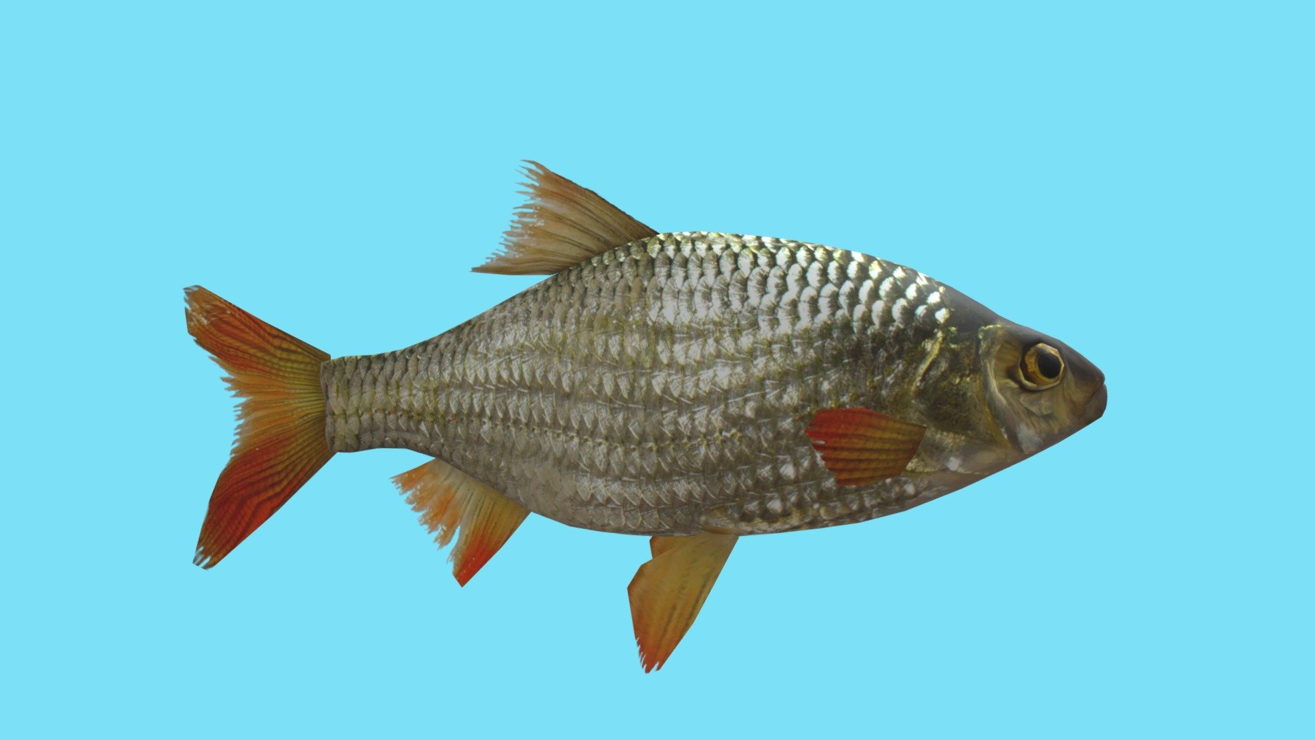 Fish 3d model free download: Animated - Download Free 3D model by ...