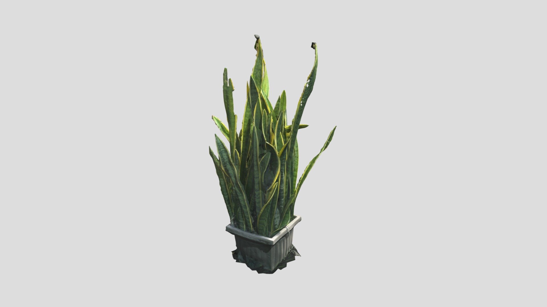 Sir Snake Plant - Download Free 3D model by lolaB [ce37a72] - Sketchfab