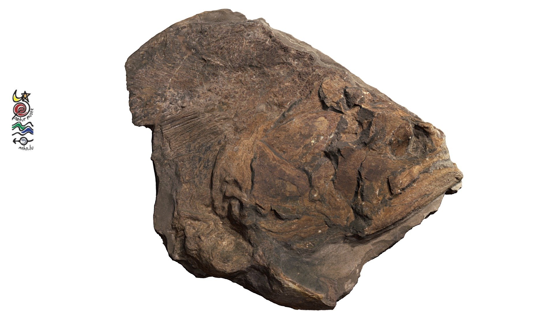 Pachycormus macropterus TU538 - Download Free 3D model by Musée ...