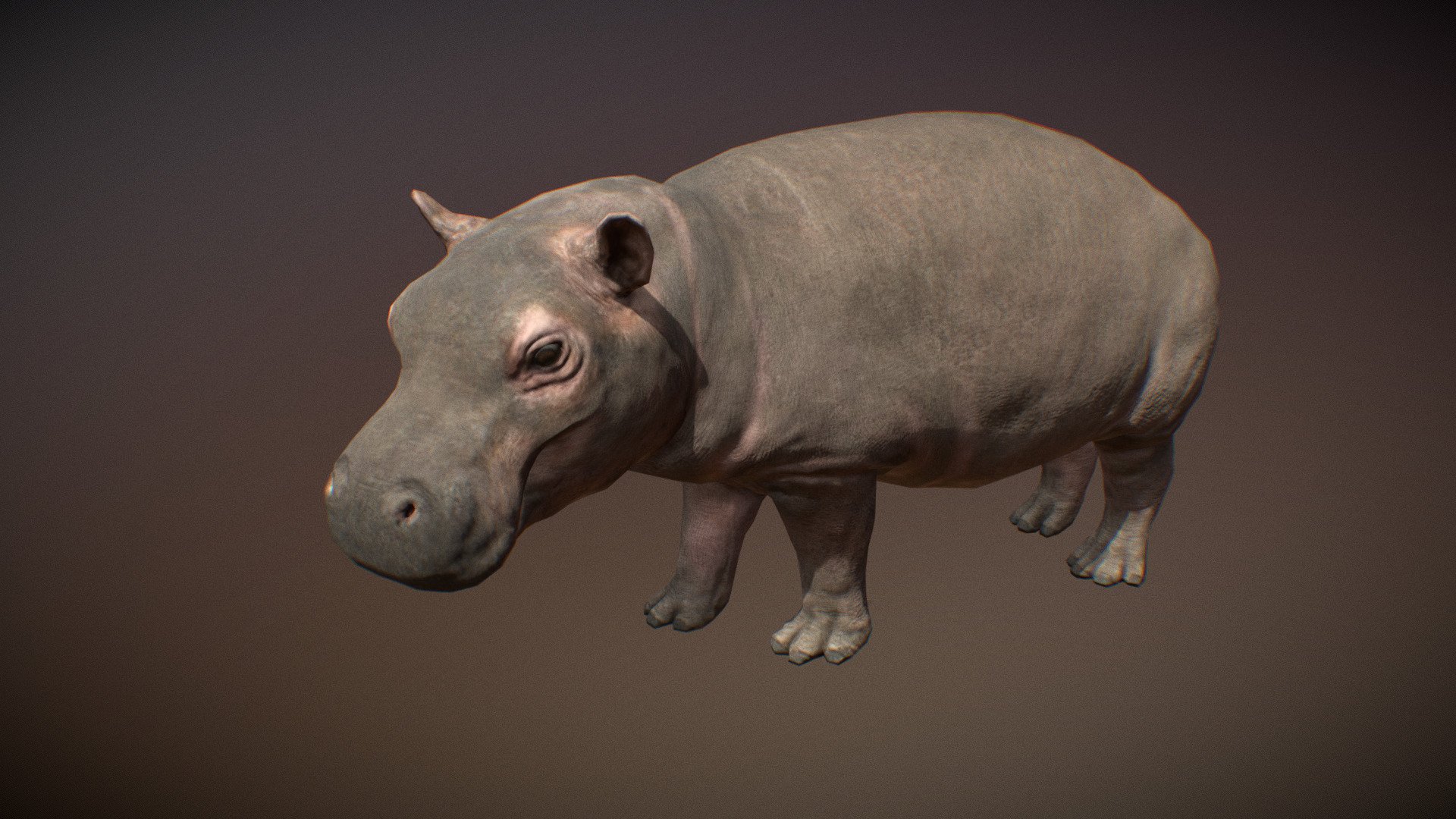 Animalia - Hippopotamus (young) - 3D model by GiM (@GamesInMotion) [ce3859e] - Sketchfab