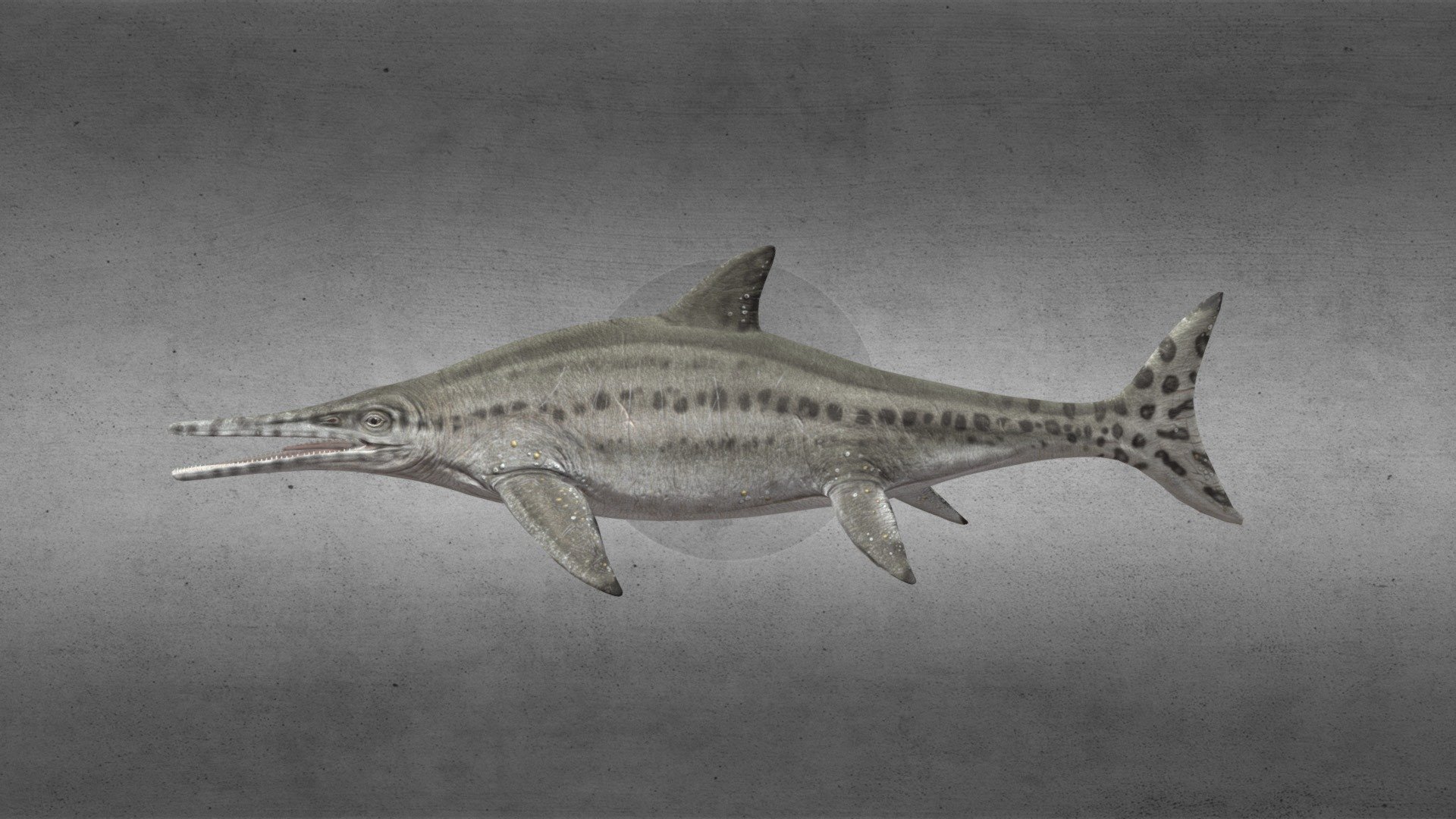 Platypterygius australis - 3D model by Queensland Museum ...