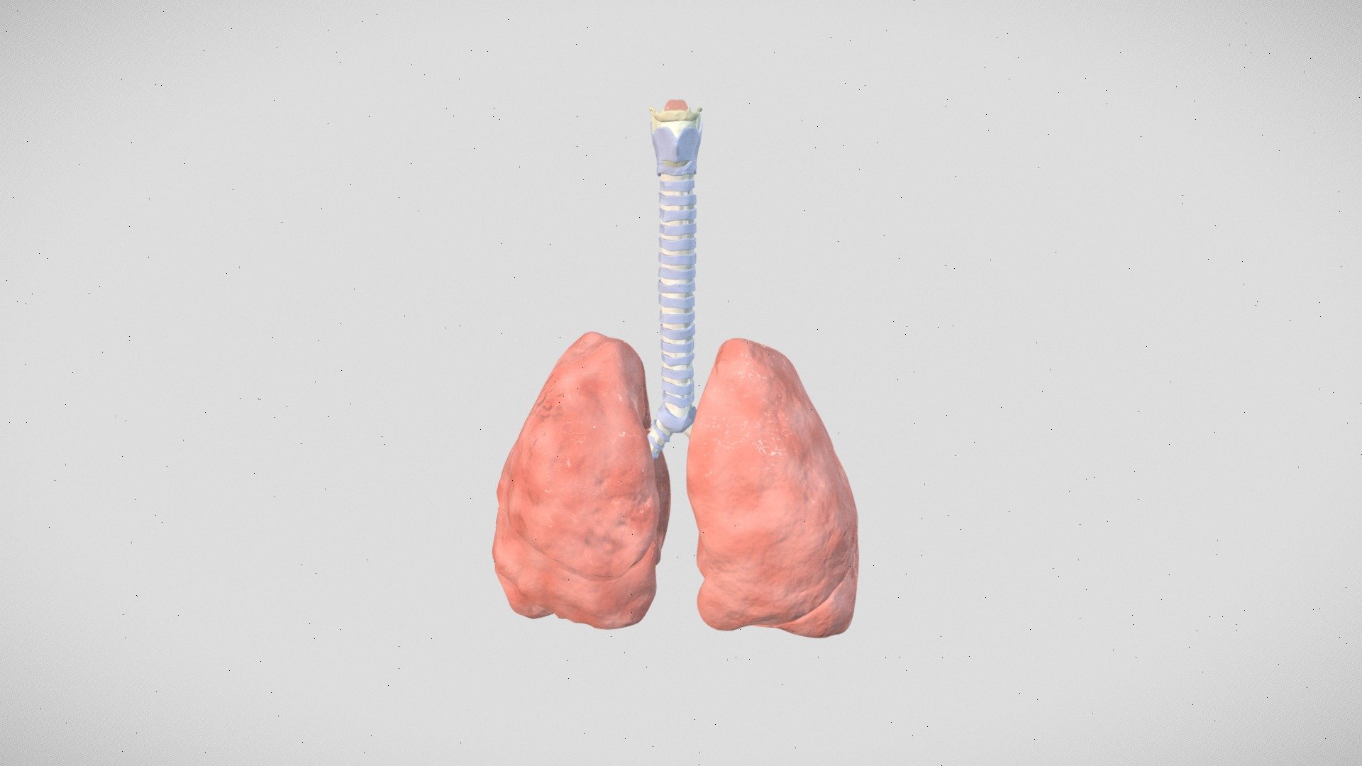Modeling Final Lung 3d Model By Vzzhuang [ce45829] Sketchfab