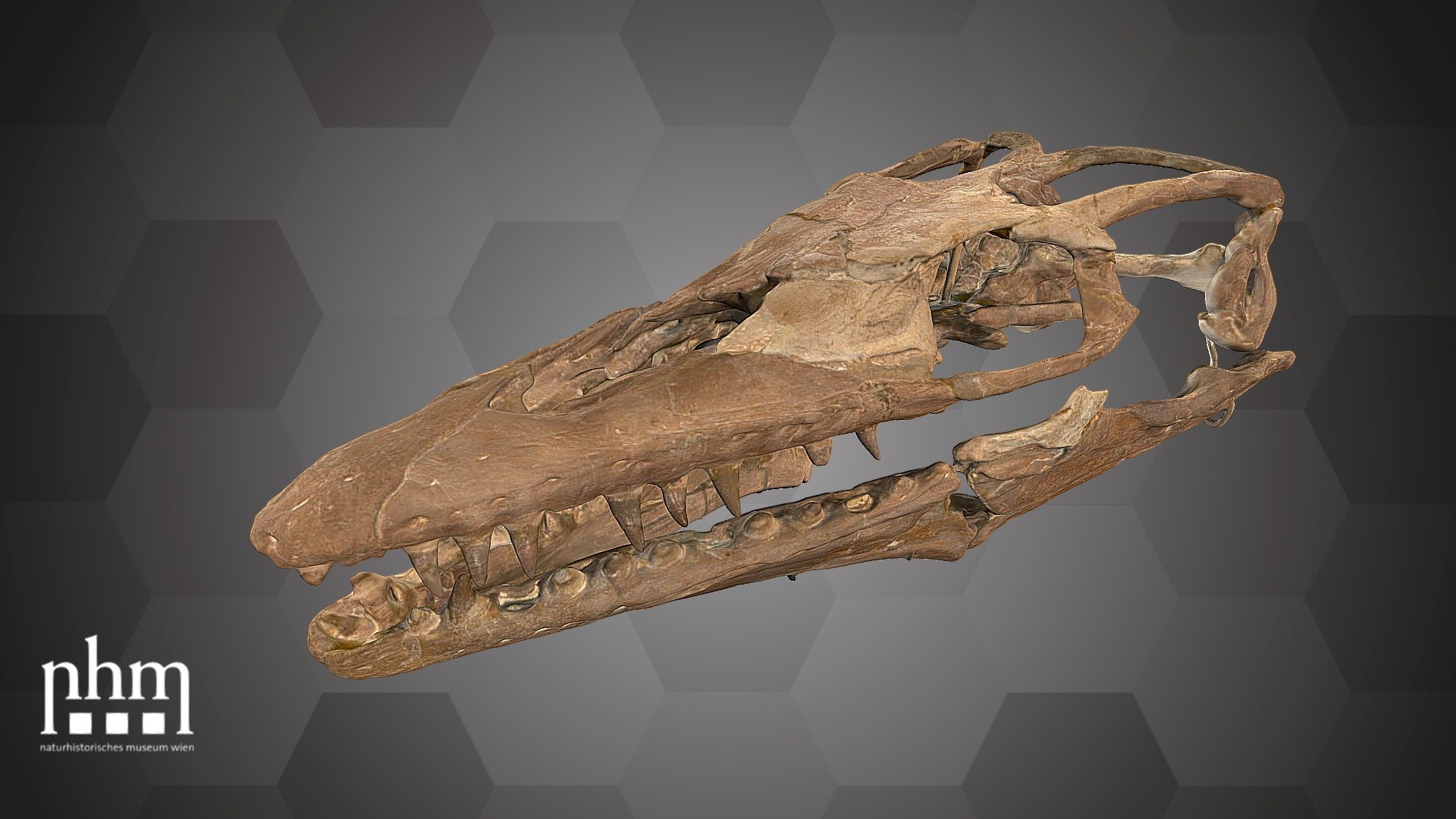 Platecarpus coryphaeus (NHMW-Geo 1911/0006/0026) - 3D model by Natural ...