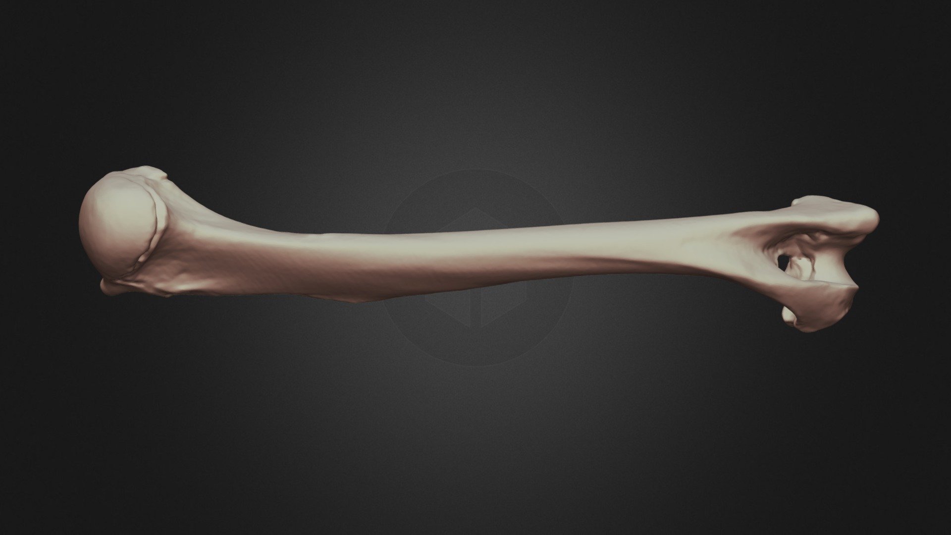 Coyote Left Humerus - 3D model by Lakehead Anthropology ...