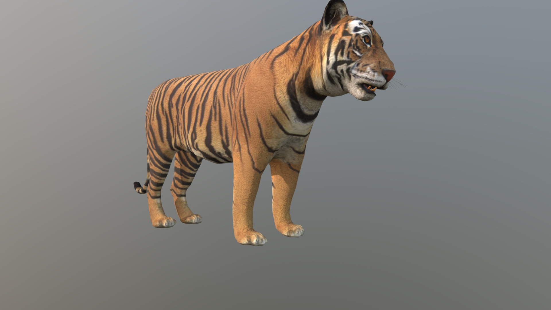 Tiger - Buy Royalty Free 3D model by 3dlowpoly [ce5744f] - Sketchfab Store
