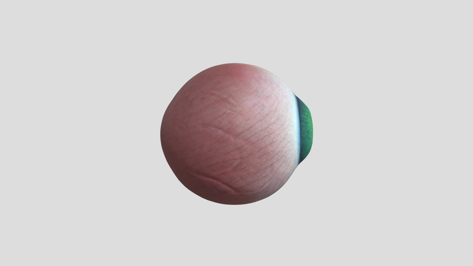 Human_Eye_Ball_for Medical Education - 3D model by parvin8borhan ...