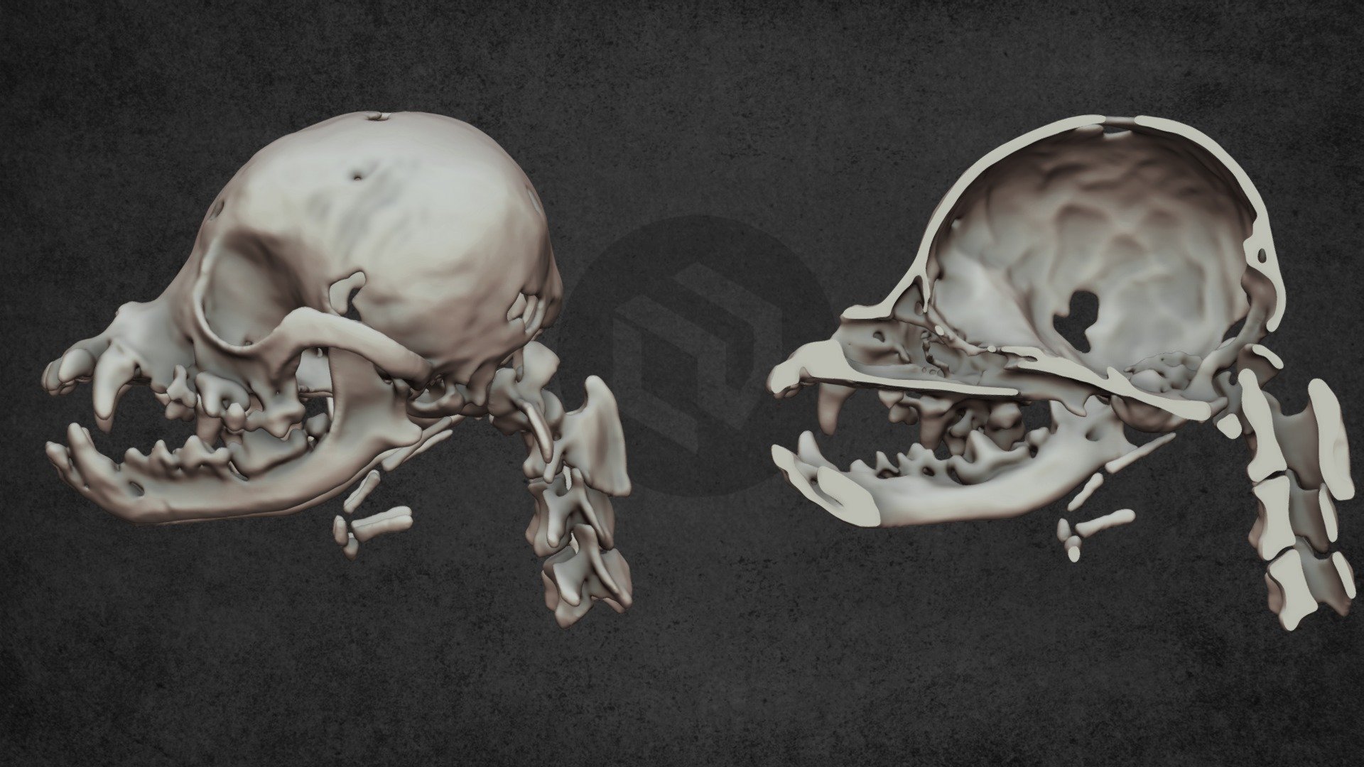 Atlantoaxial in a dog (IDF186084) - 3D model by LimesVet [ce6a145 ...