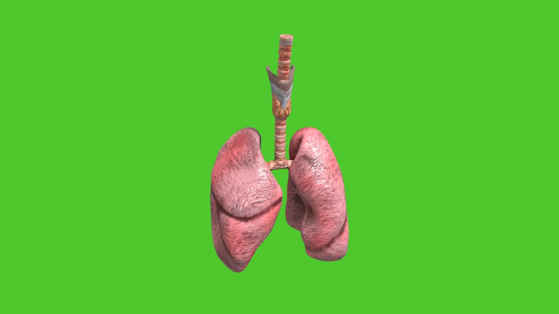 realistic_human_lungs - Download Free 3D model by tech.service.allwe ...
