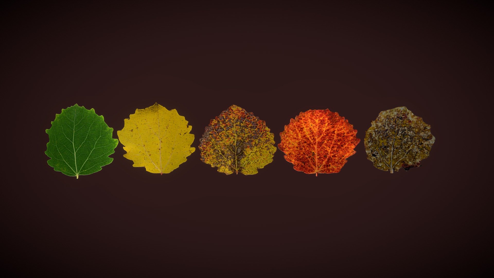 European aspen leaves - Download Free 3D model by Lassi Kaukonen ...