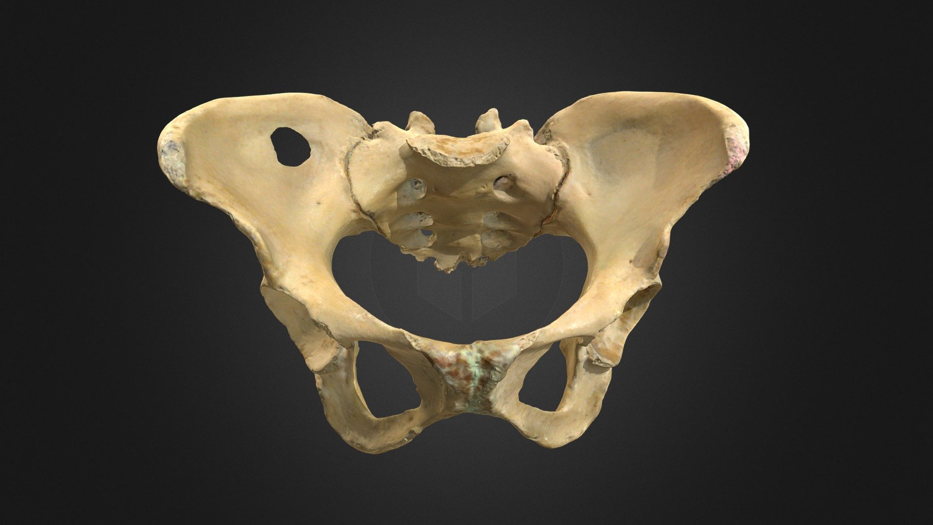Esqueleto Real De Pelvis Pelvis Masculina De Tamaño Real | Coyitosmx