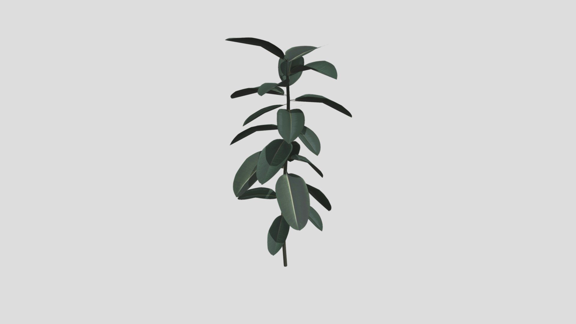 Rubber Tree - 3D model by TreasuredTeam [ce73a1c] - Sketchfab