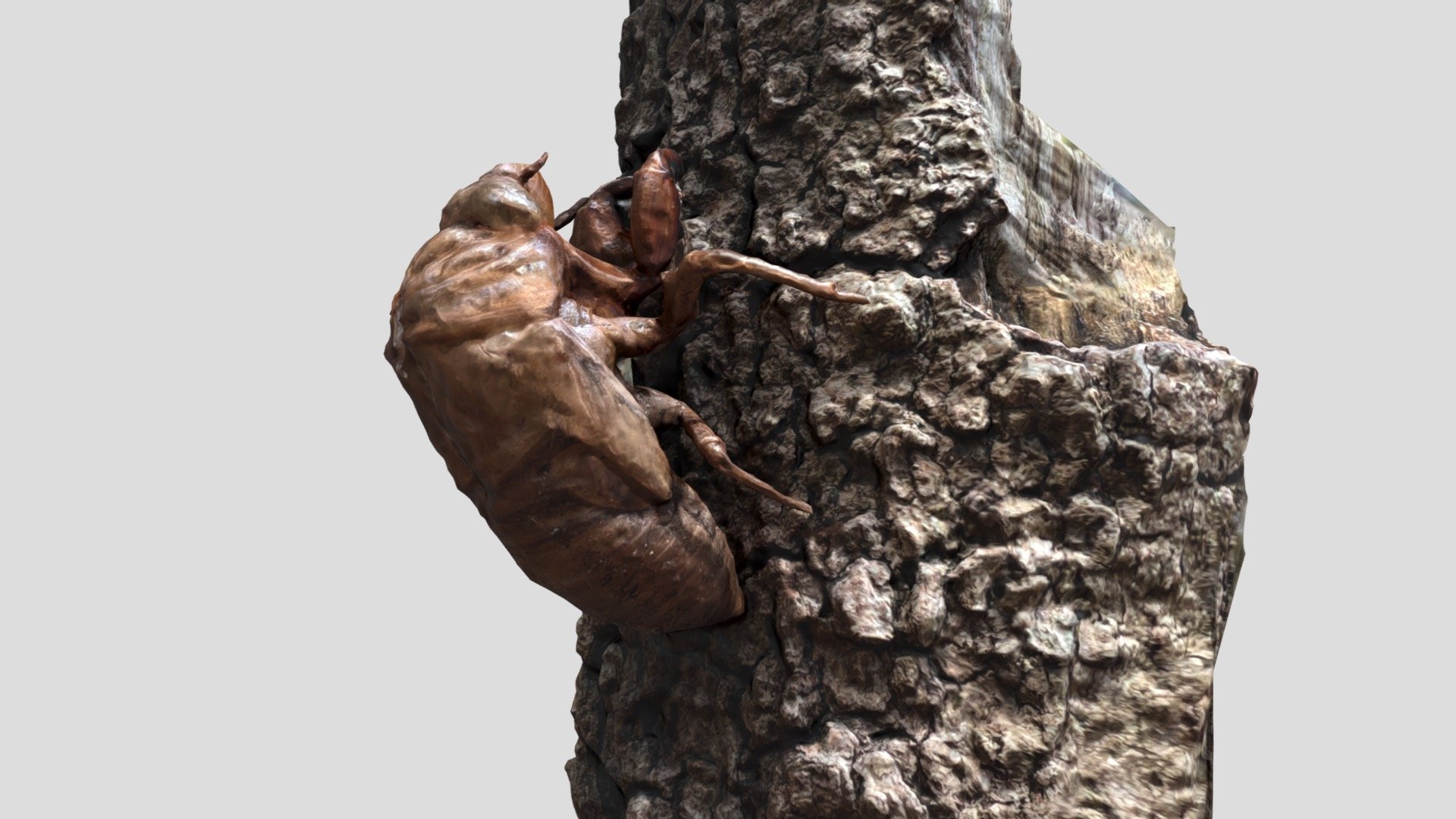 Cicadas Empty Shell - 3D model by Jimmy Gunawan (@jimmygunawan ...