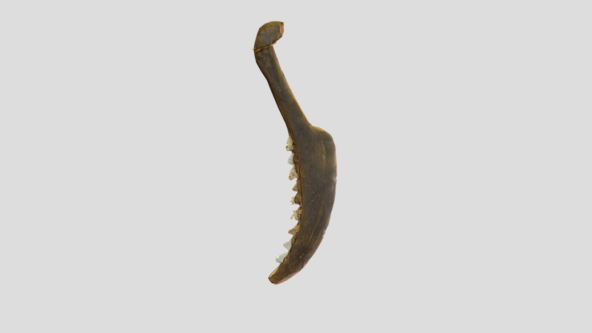 Falcetto Denti - 3D model by AugmentedART (@multimodal3d) [ce7d940 ...