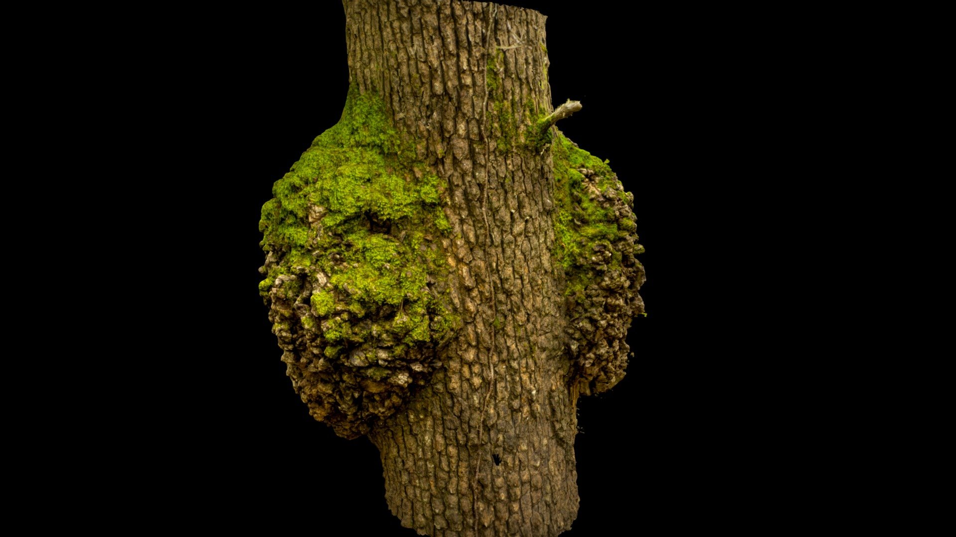 mossy tree trunk with burl bulge - photoscan - Buy Royalty Free 3D ...