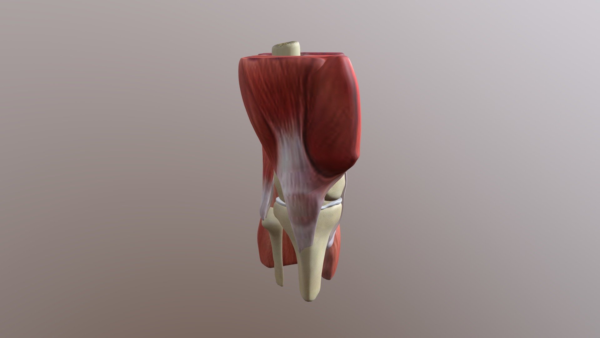 Healthy Knee - 3D model by Amerra [ce7f6a6] - Sketchfab
