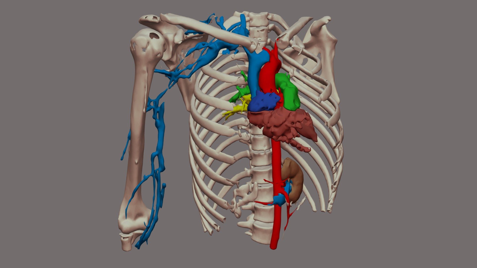 CT CARDIO with thorax - 3D model by Chair_Digital_Anatomy [ce88b1e ...