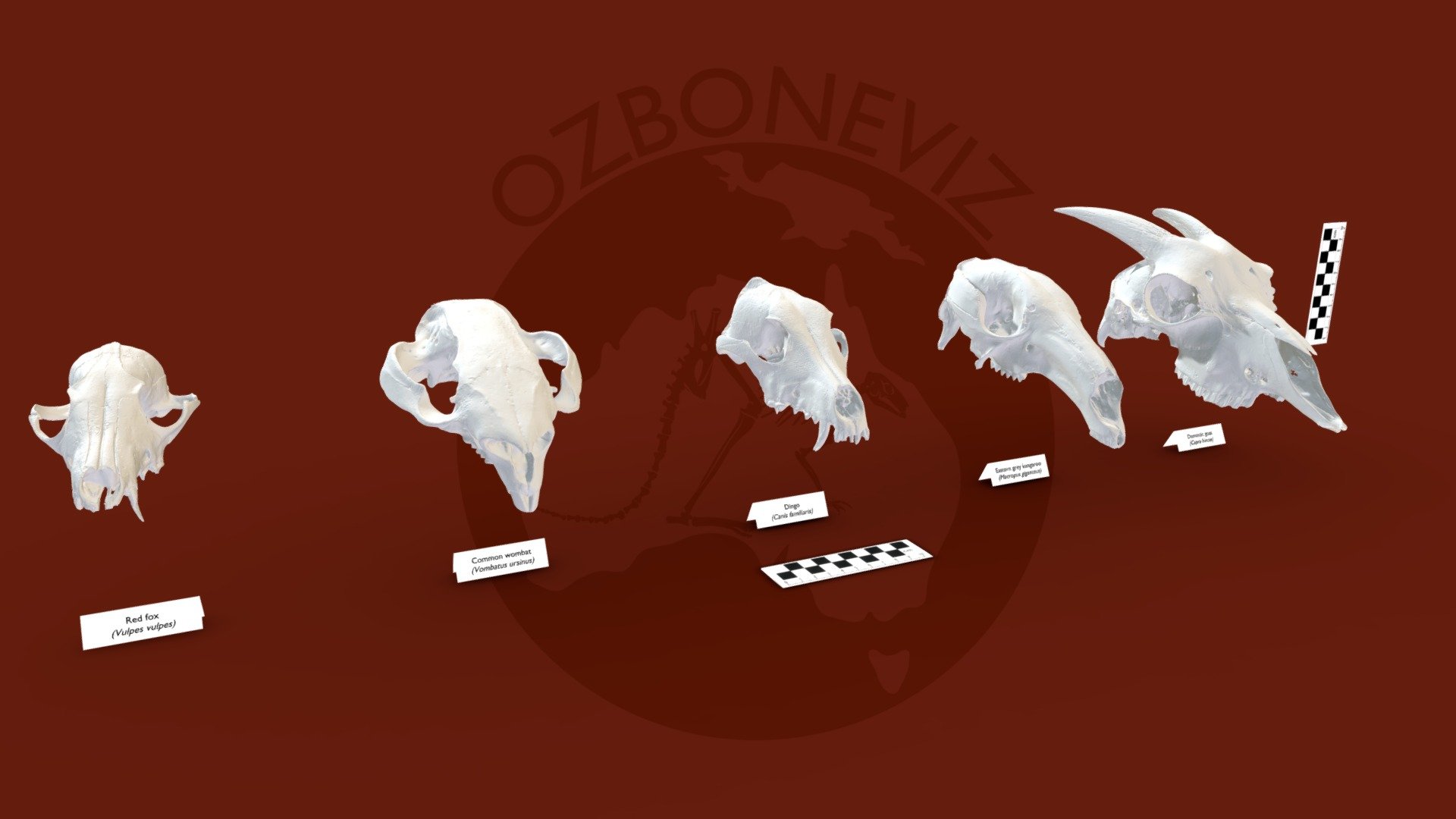 Medium mammal crania - 3D model by Ozboneviz [ce8ba89] - Sketchfab