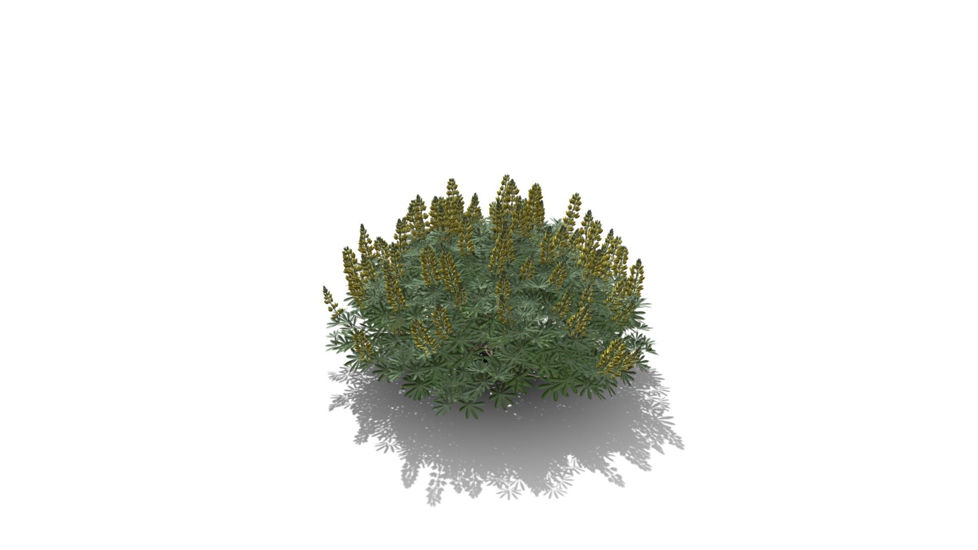 Realistic HD Yellow bush lupine (7/25) - Download Free 3D model by ...