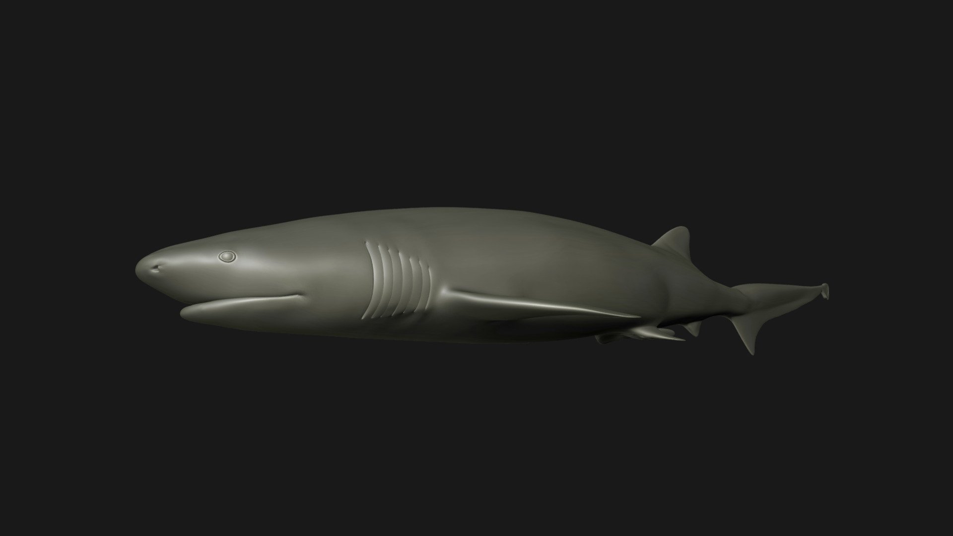 Model 88B - Broadnose Sevengill Shark Mesh - Download Free 3D model by ...