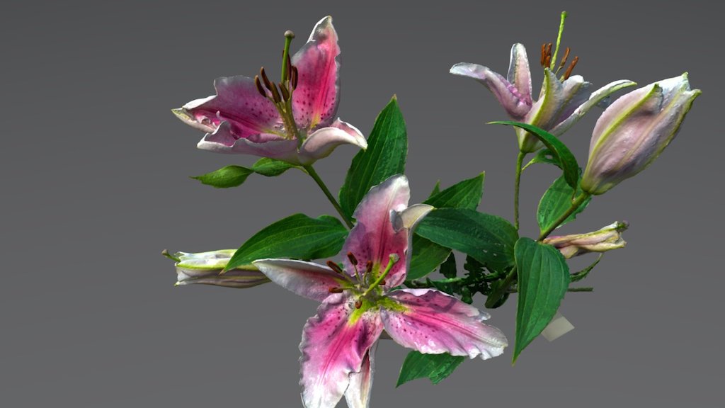Flowers_scan_day2 - 3D model by Gregory Arbit (@gregoryarbit) [ce986a3 ...