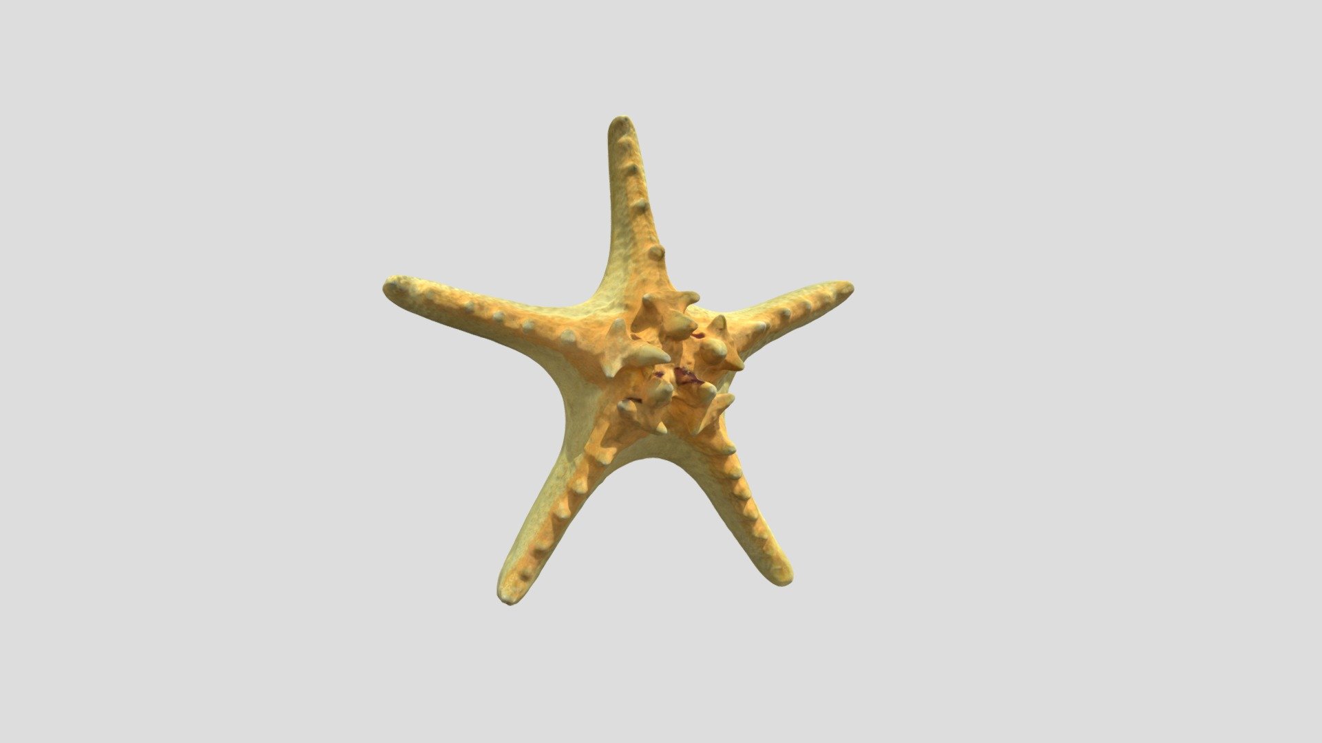 Starfish Large - 3D model by Aberdeen City Libraries ...