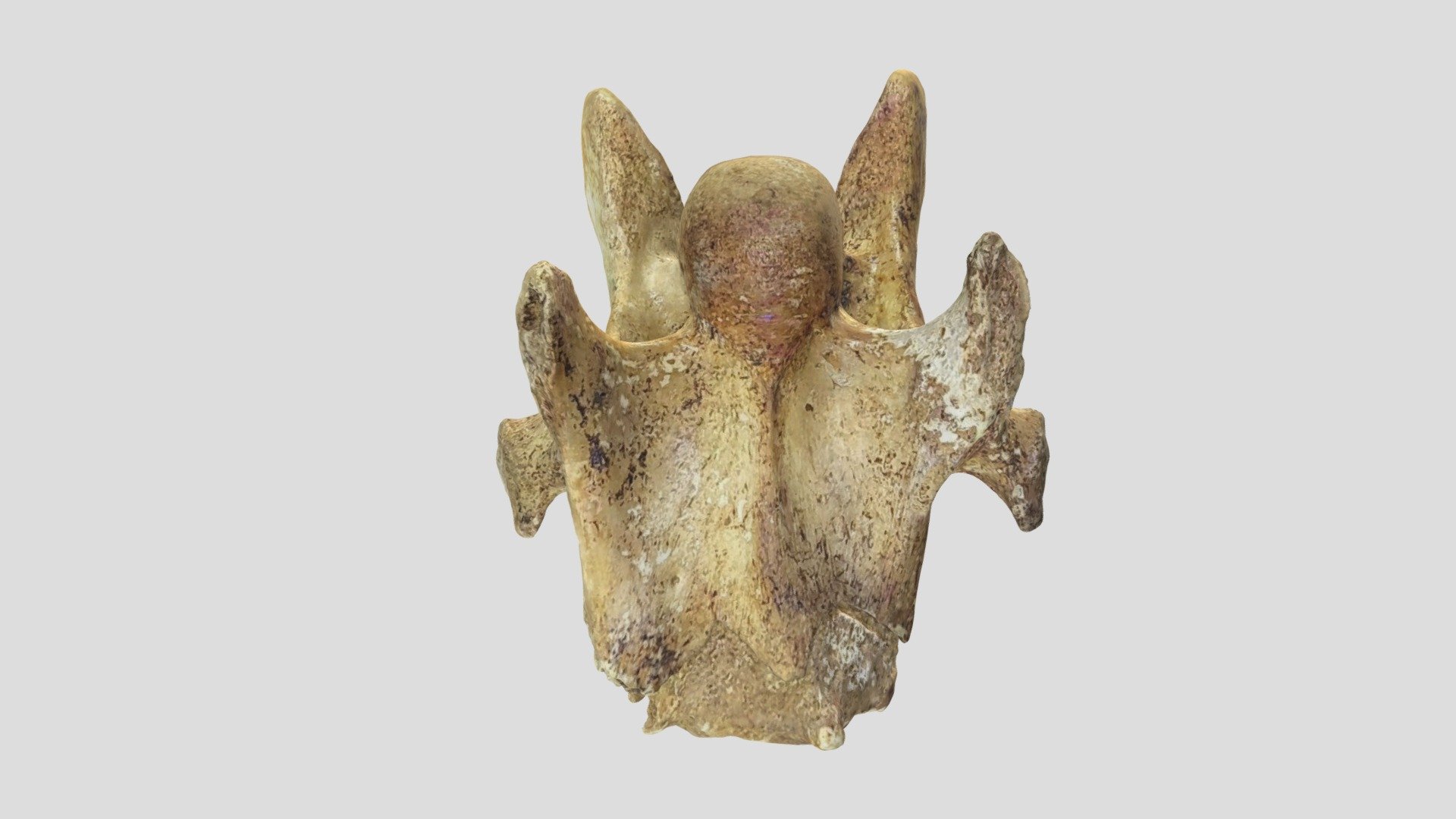 Winn-C6 - 3D model by Equus-Soma [cea948d] - Sketchfab