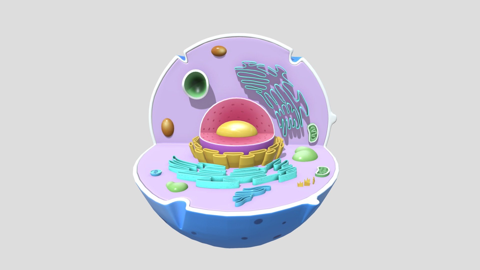 Sel Hewan - 3D model by denicendrianto [ceaa413] - Sketchfab