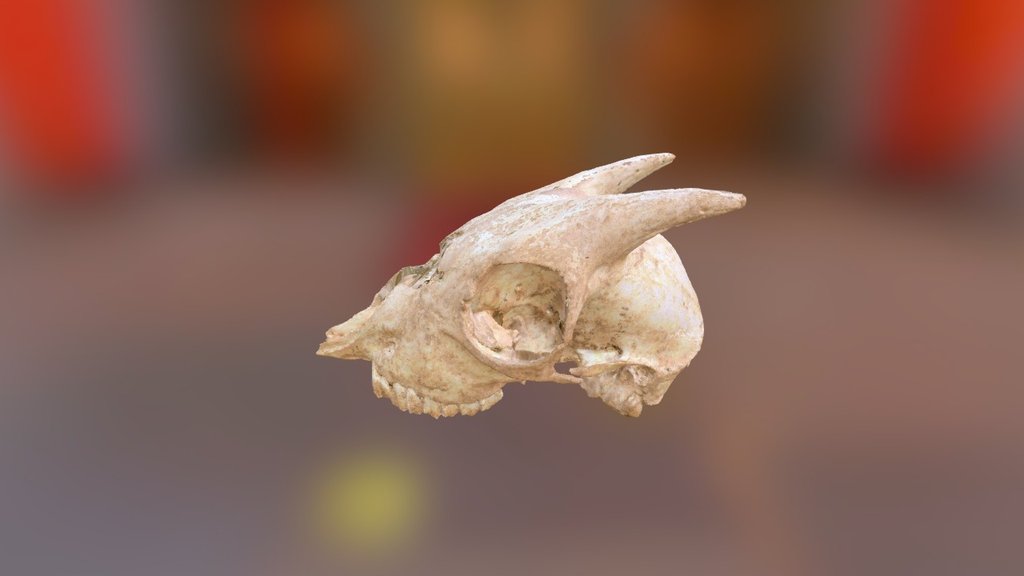 Pygmy Goat Skull (VCU_3D_1816) - Download Free 3D model by Virtual ...