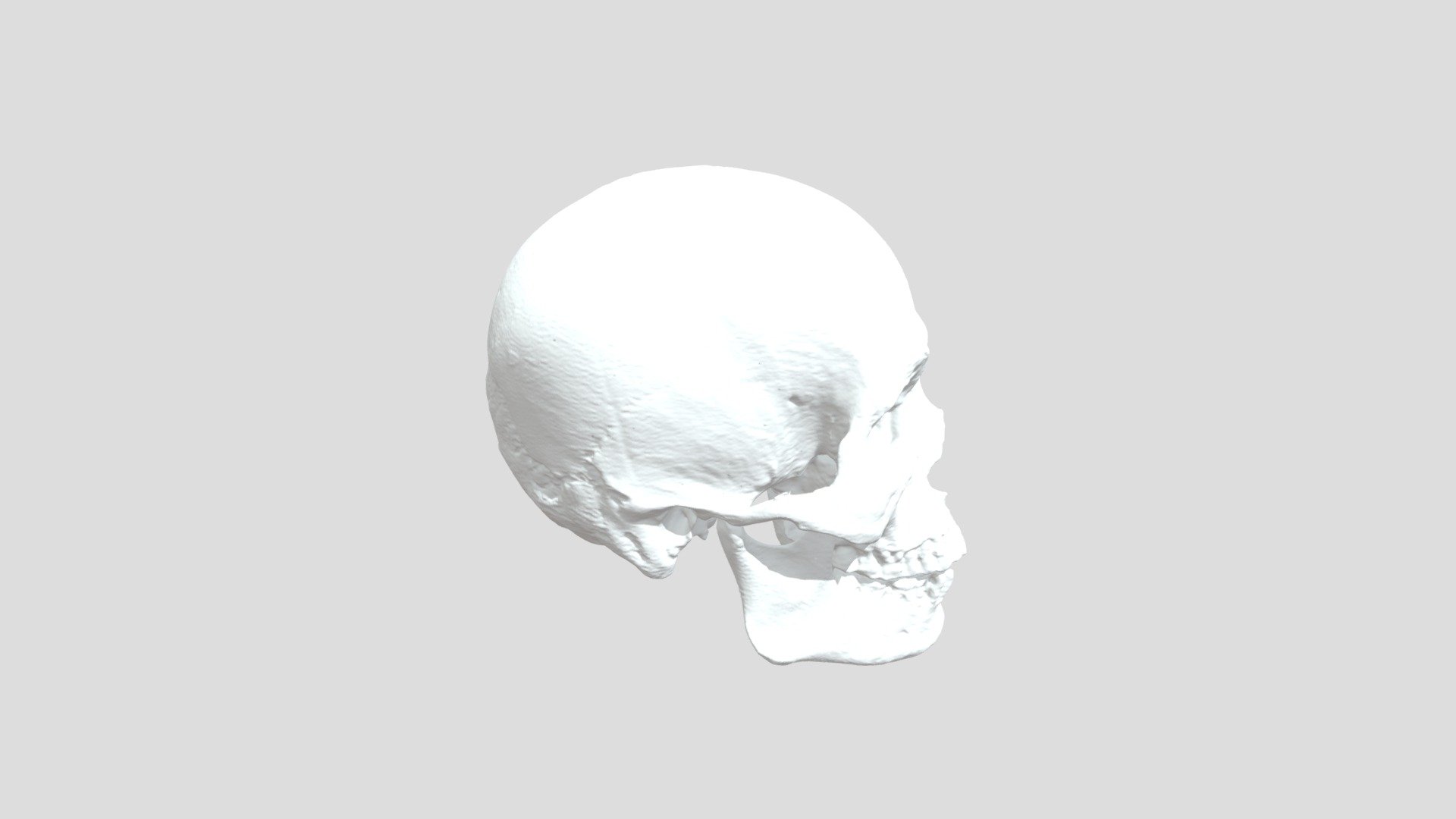 Human-skull-untextured - Download Free 3D model by mechanicalpen ...
